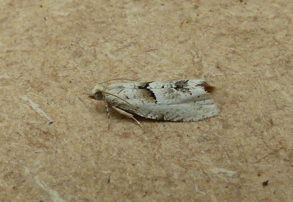 Epinotia bilunana | Somerset Moths