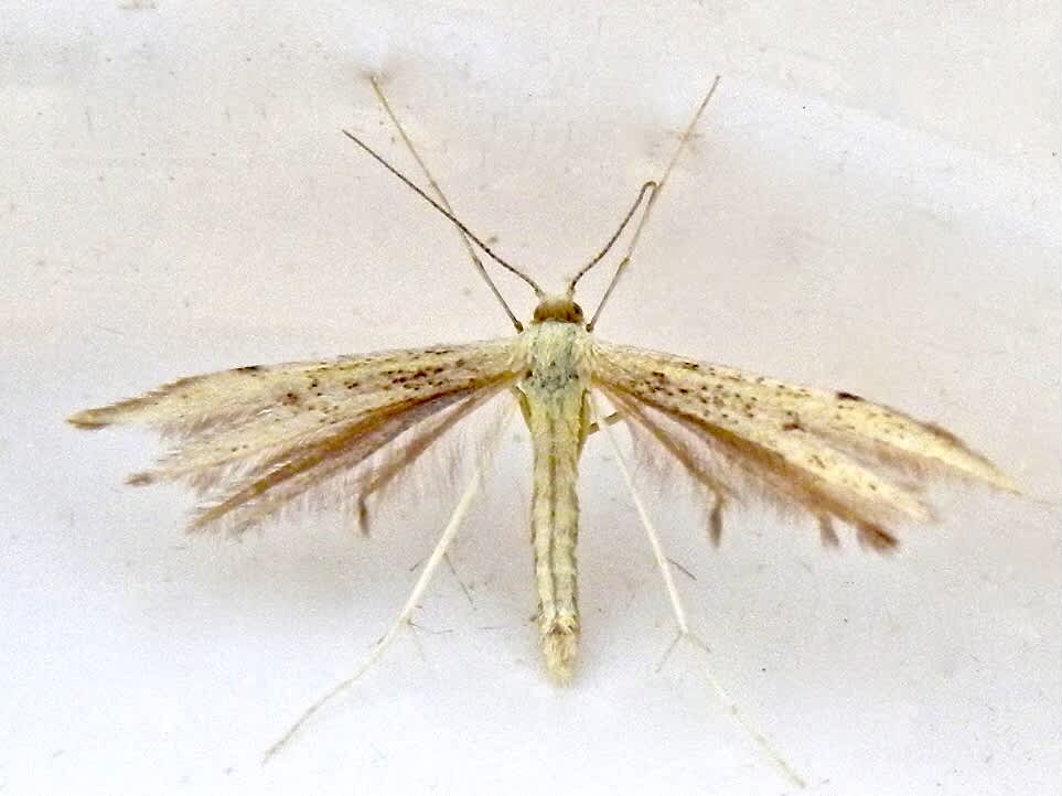 Adaina microdactyla | Somerset Moths
