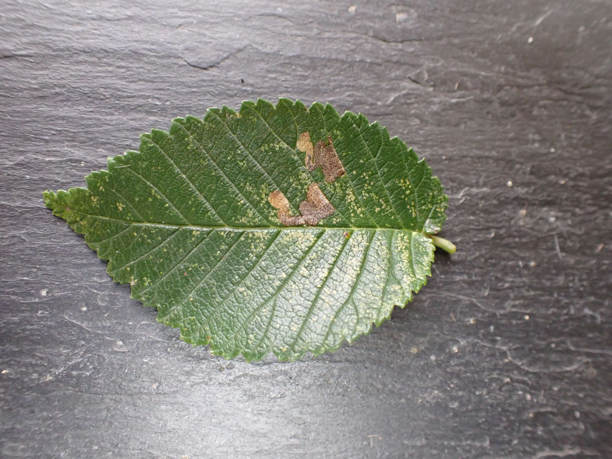 Stigmella viscerella | Somerset Moths