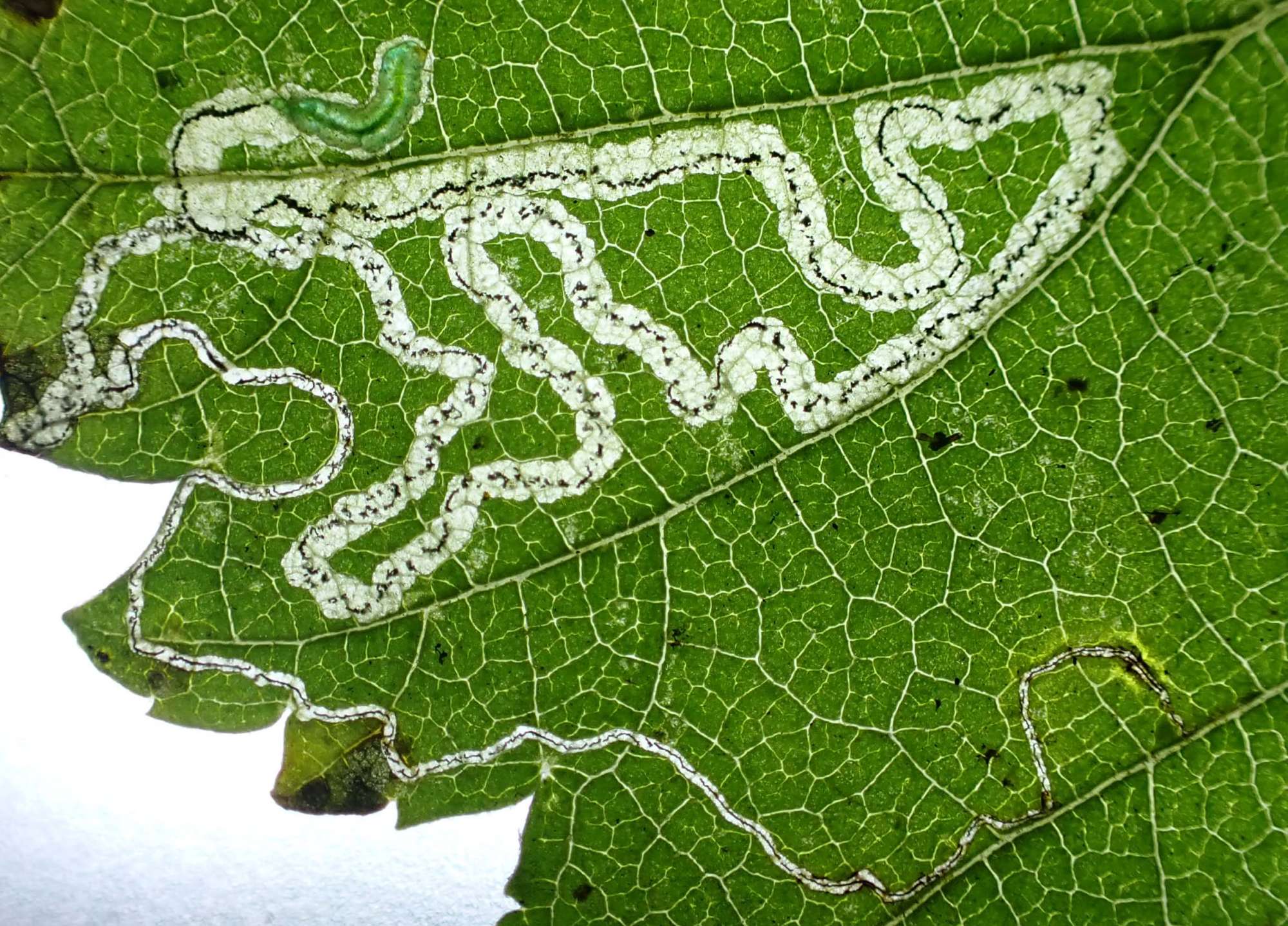 Stigmella ulmivora | Somerset Moths