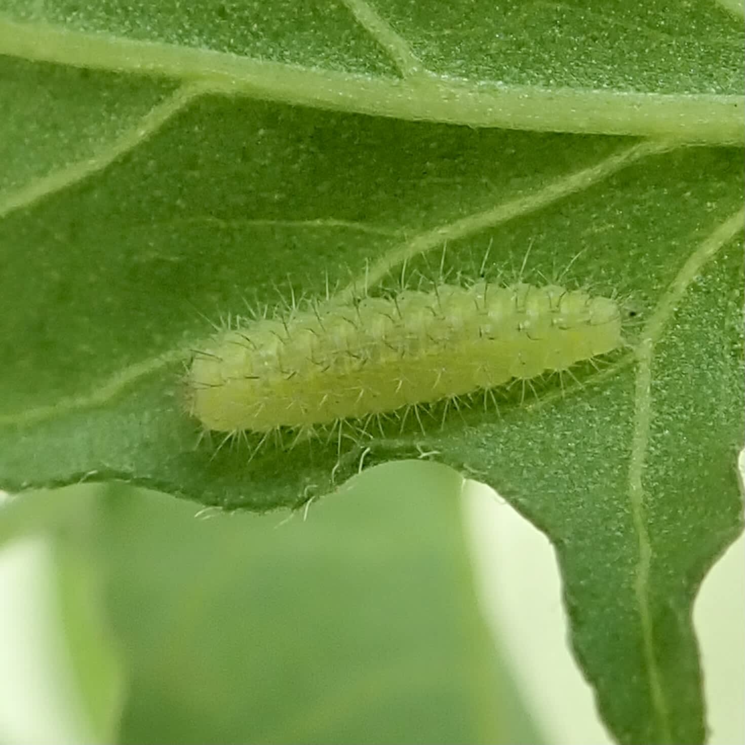 Emmelina monodactyla | Somerset Moths