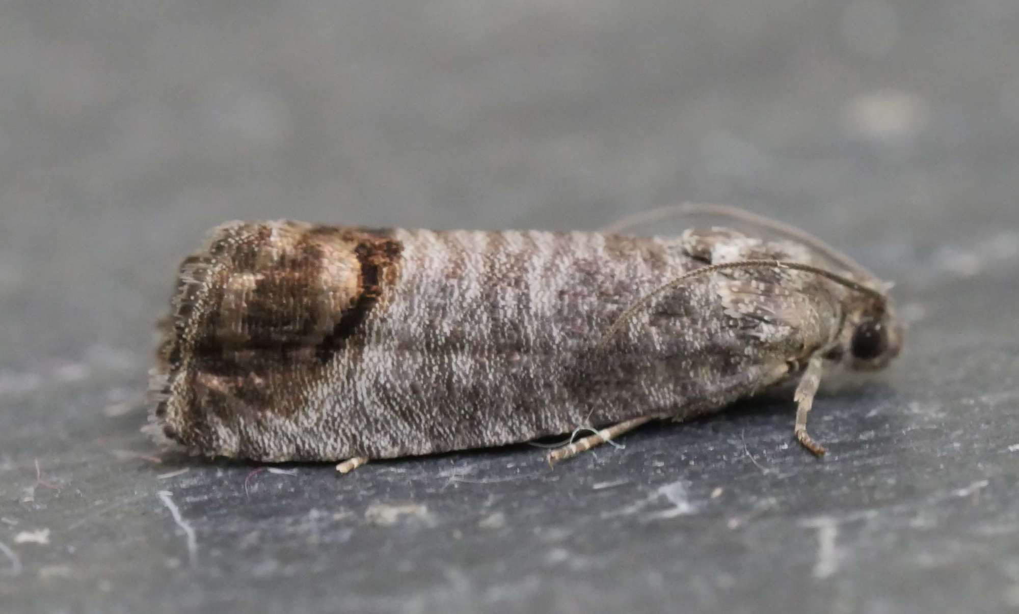 Cydia pomonella | Somerset Moths