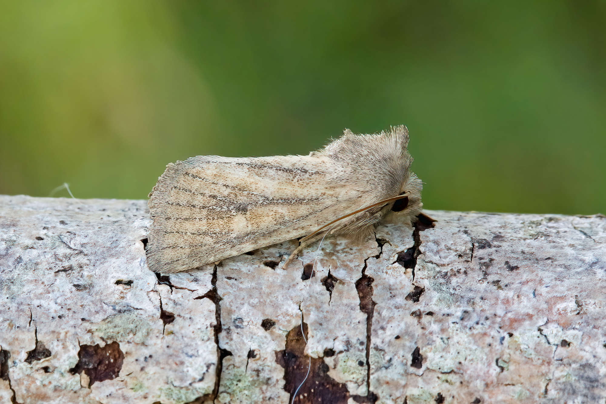 Mere Wainscot | Somerset Moths