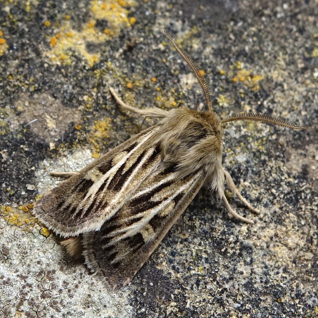 Antler Moth | Somerset Moths
