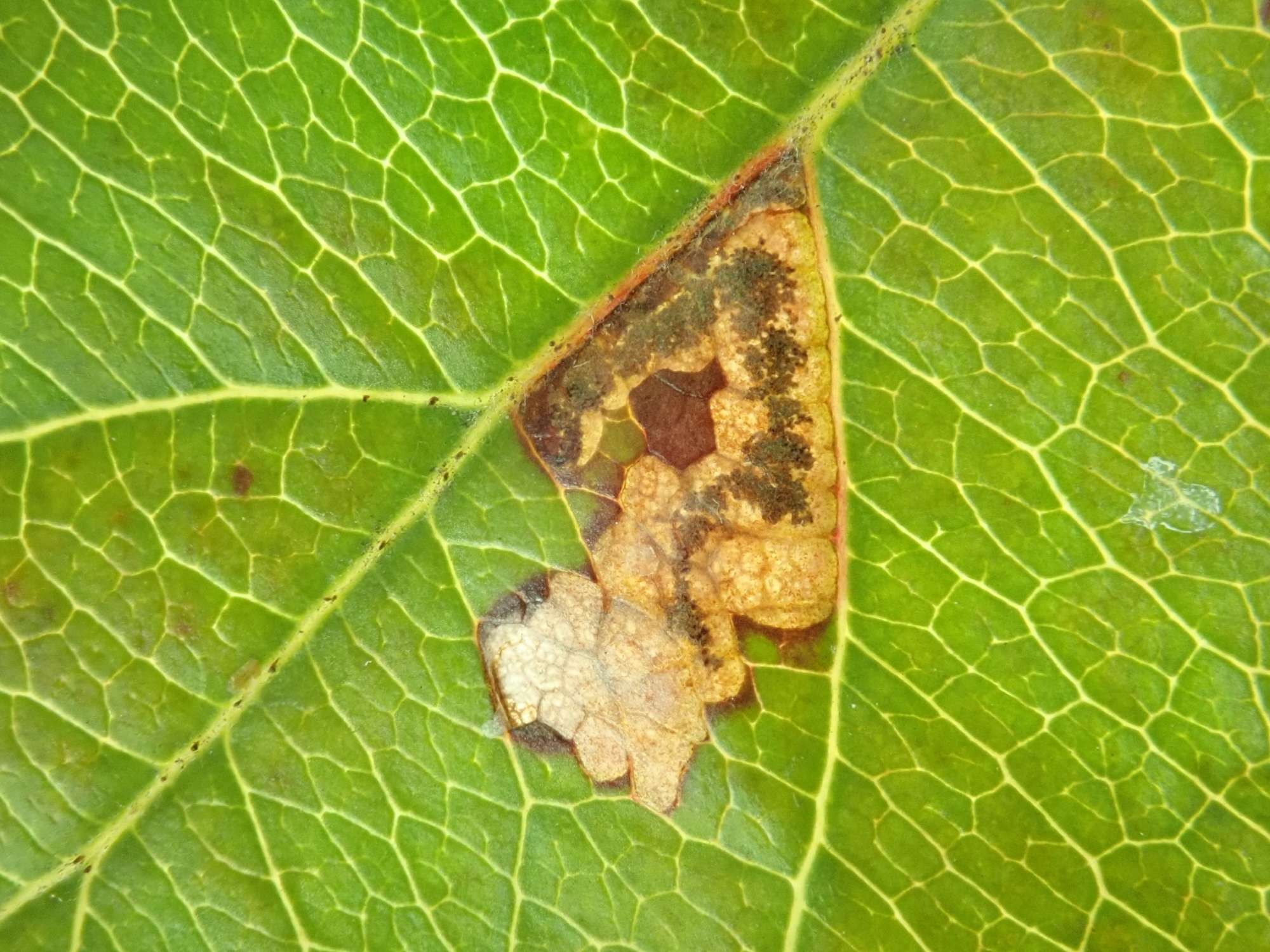 Stigmella incognitella | Somerset Moths