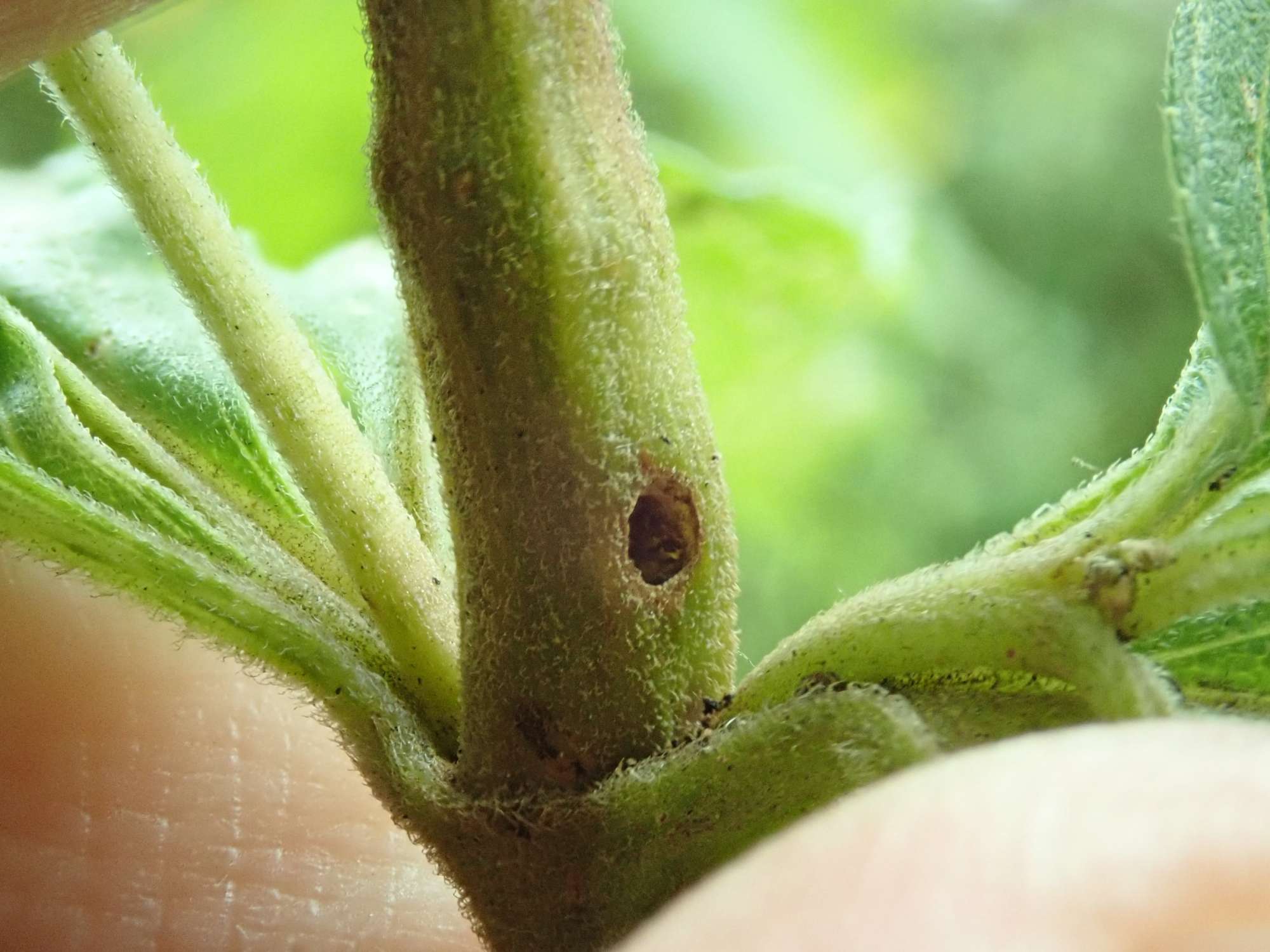Adaina microdactyla | Somerset Moths