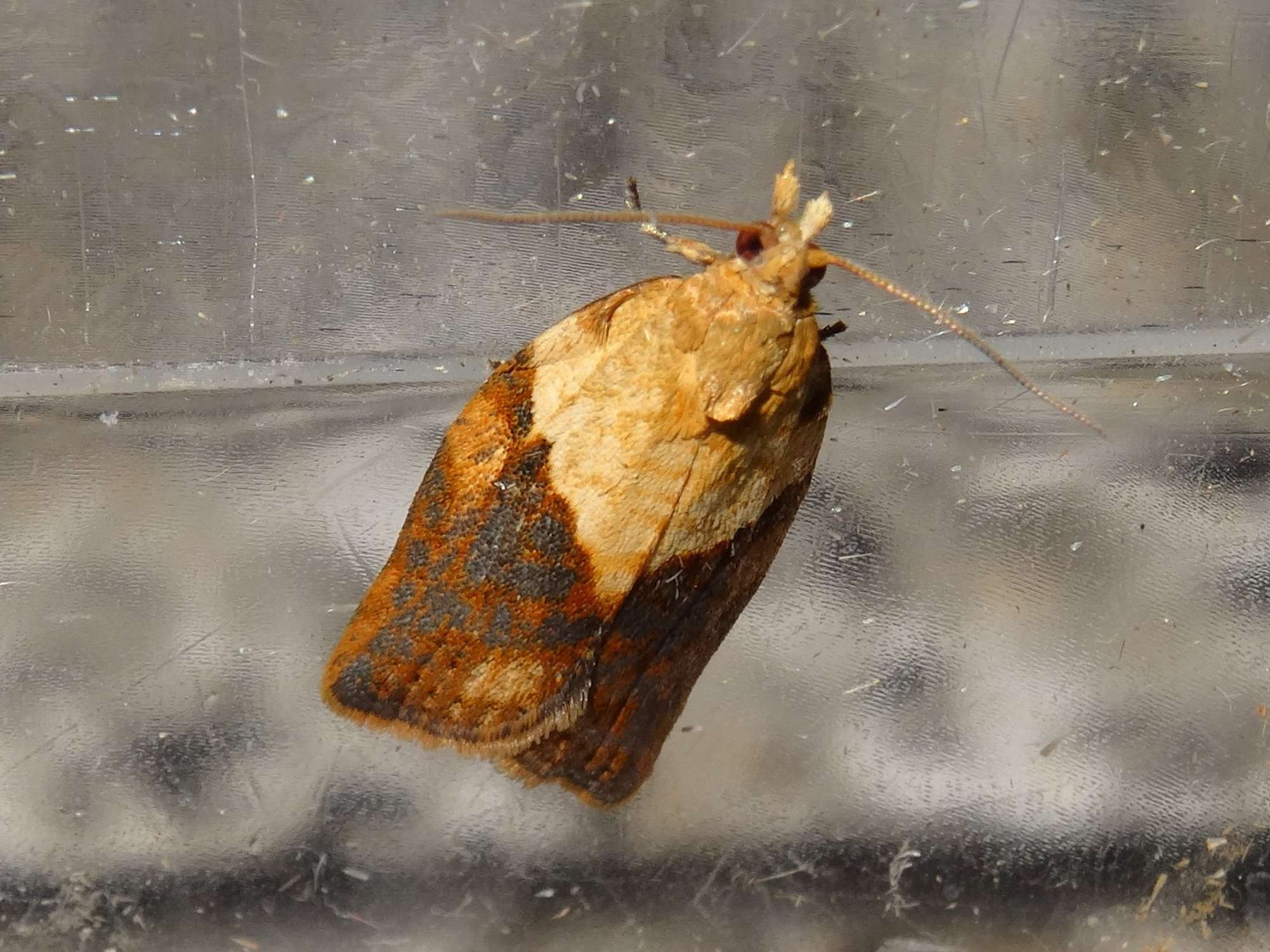 Epiphyas postvittana | Somerset Moths