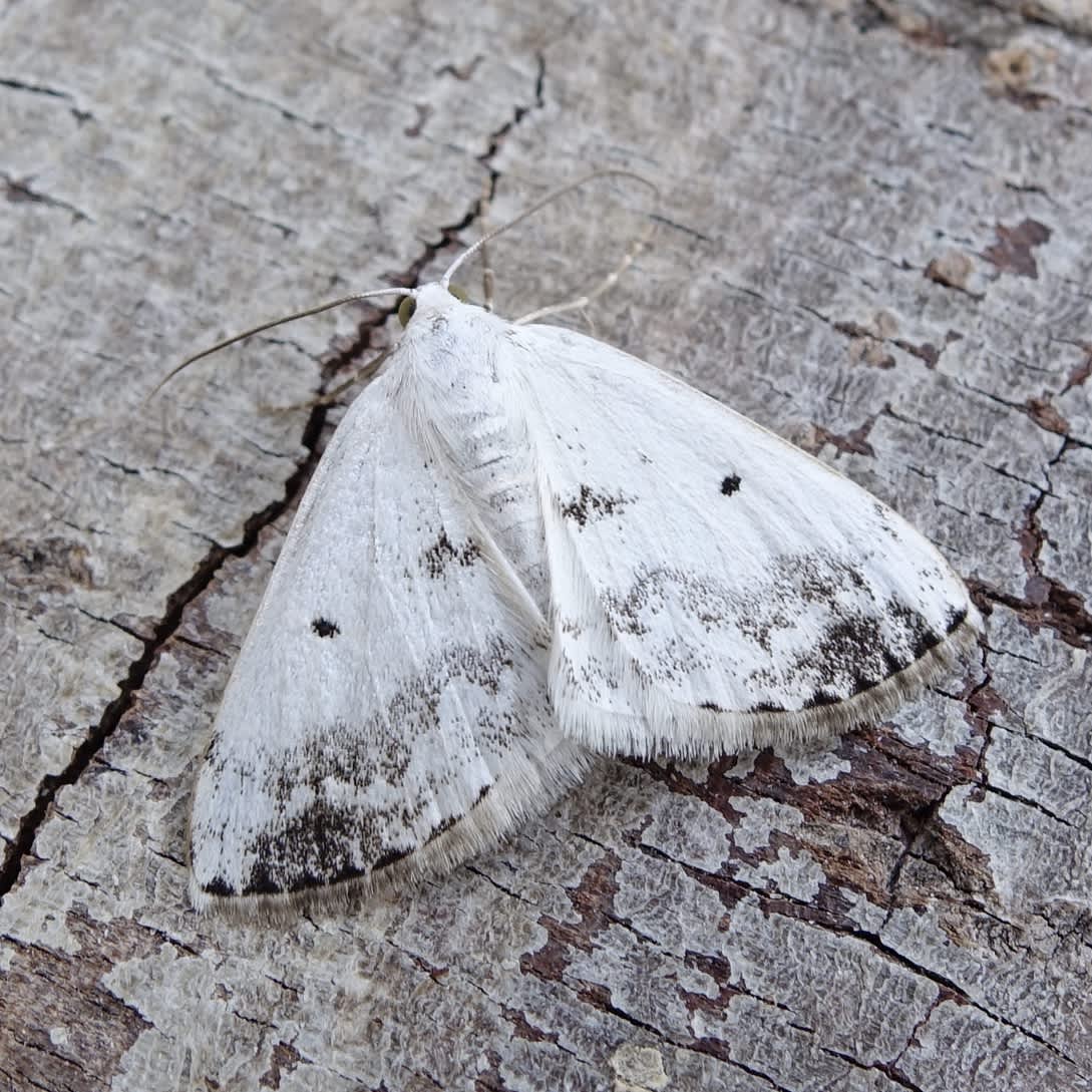 Clouded Silver | Somerset Moths