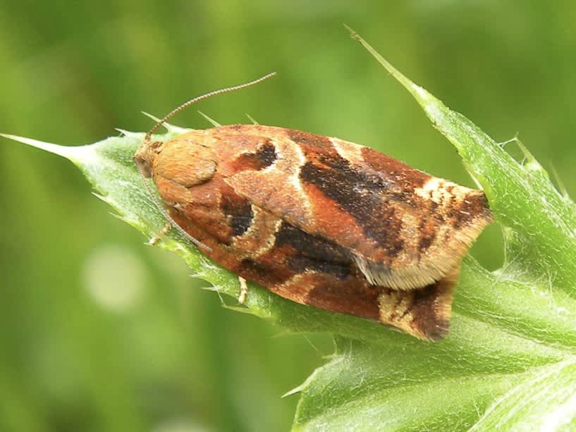 Archips xylosteana | Somerset Moths