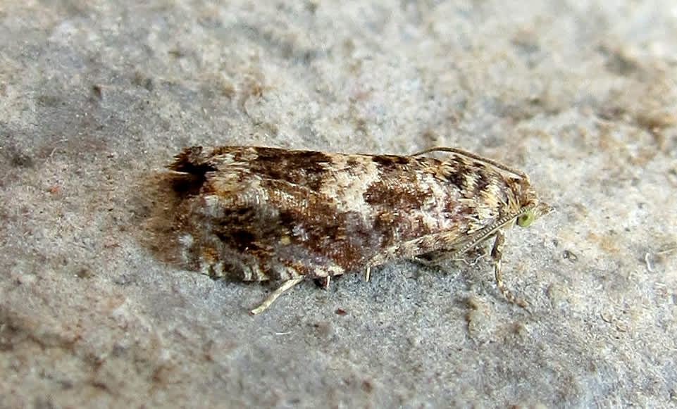 Epiblema costipunctana | Somerset Moths
