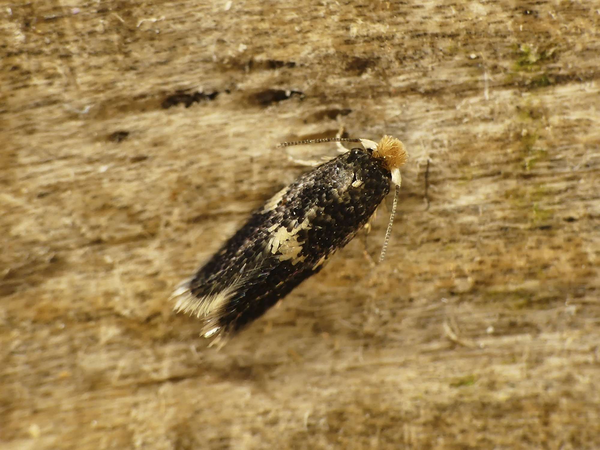 Ectoedemia albifasciella | Somerset Moths