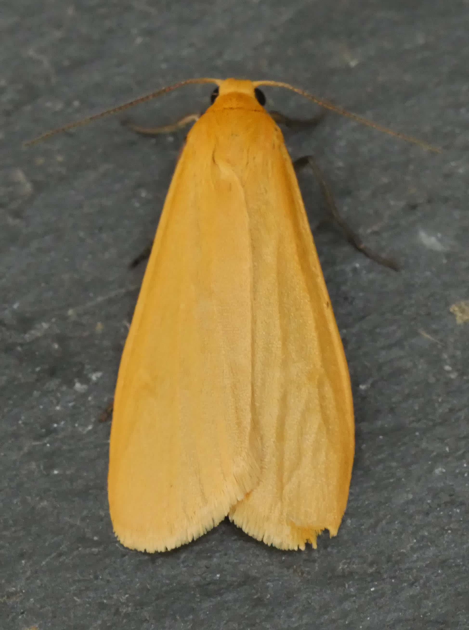 Orange Footman | Somerset Moths