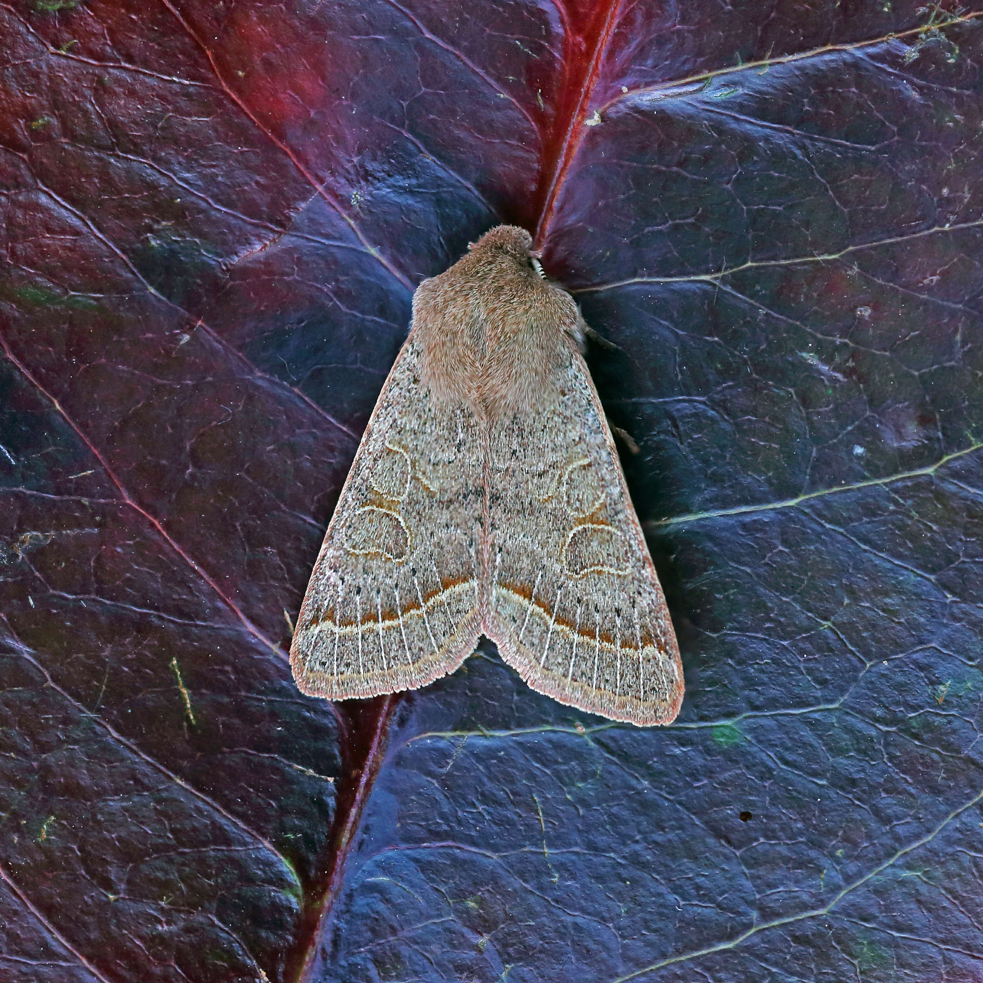 Common Quaker | Somerset Moths