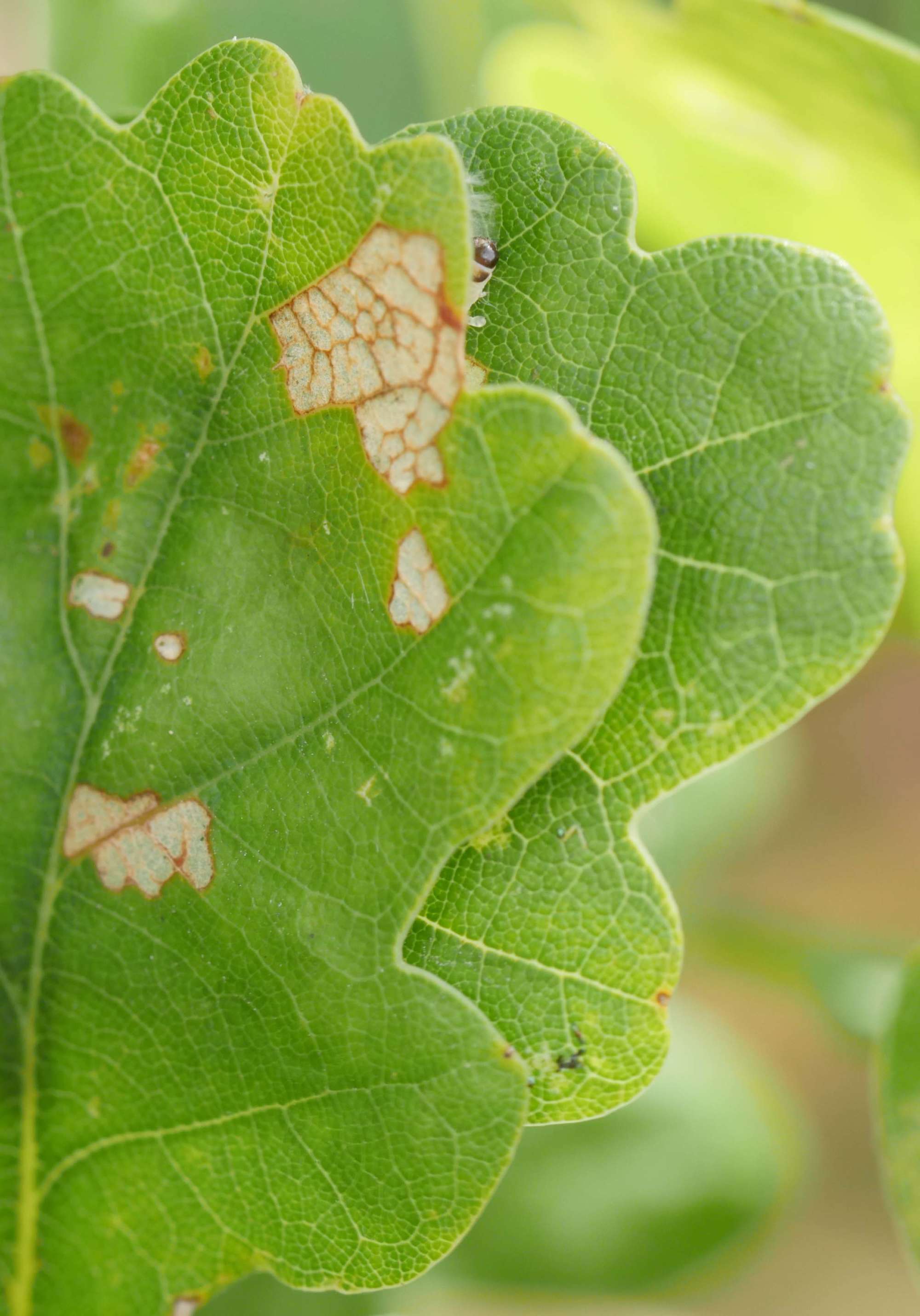 Diurnea fagella | Somerset Moths