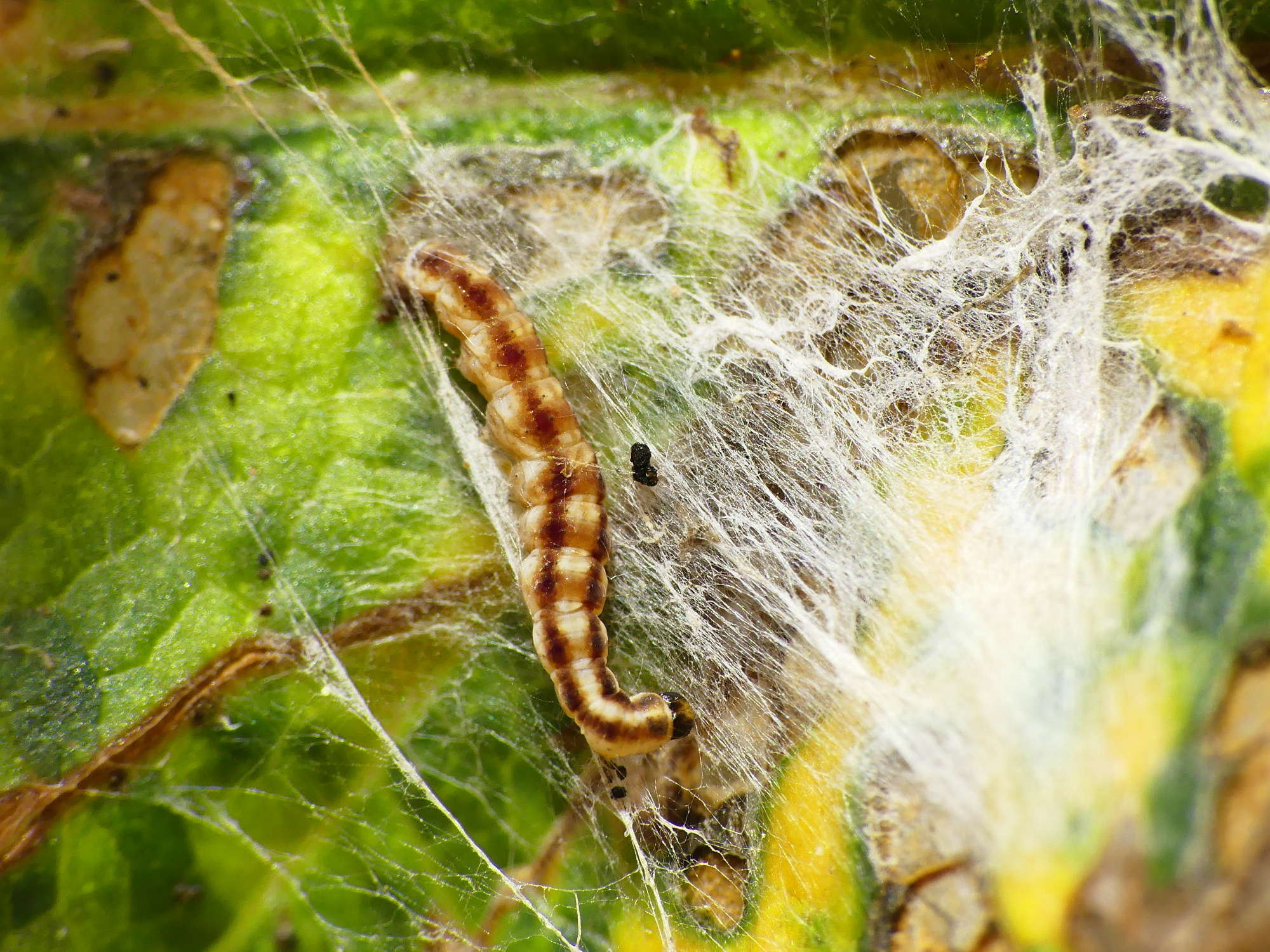 Swammerdamia pyrella | Somerset Moths