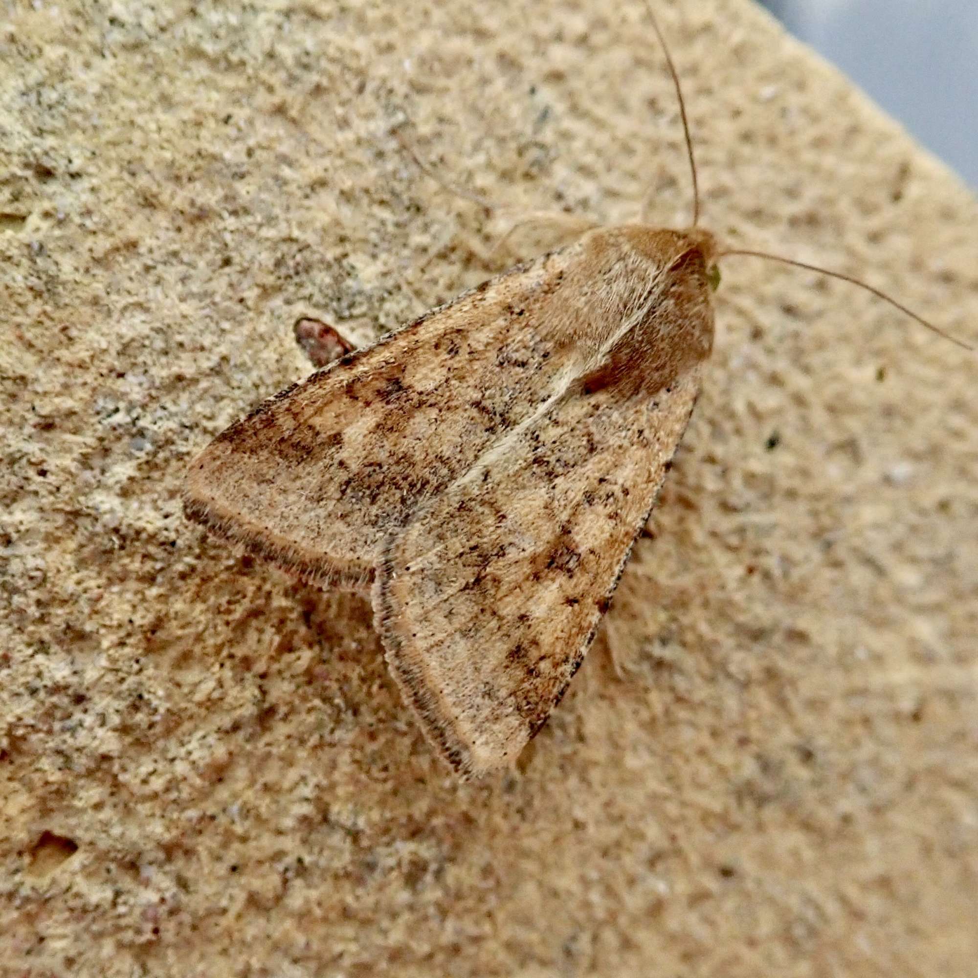 Scarce Bordered Straw | Somerset Moths