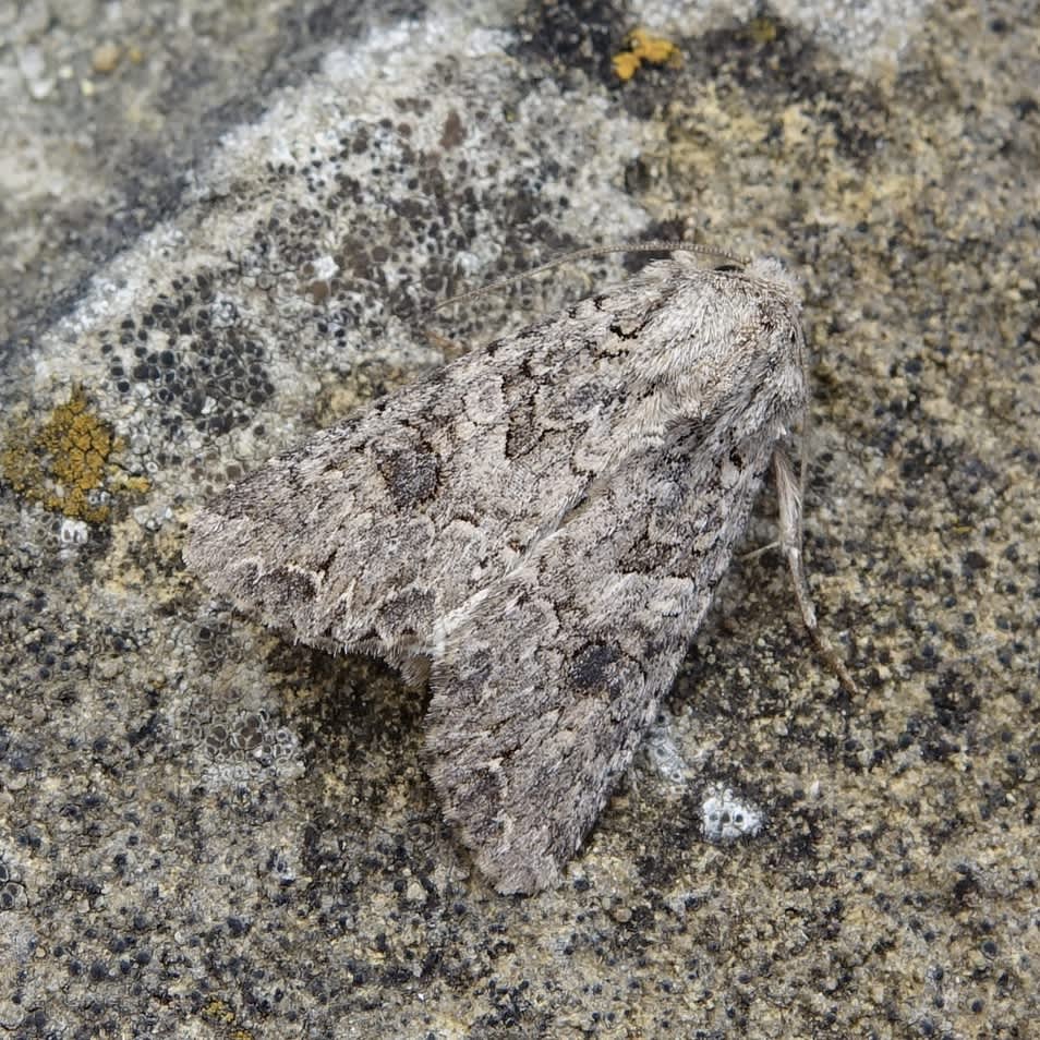 The Nutmeg | Somerset Moths