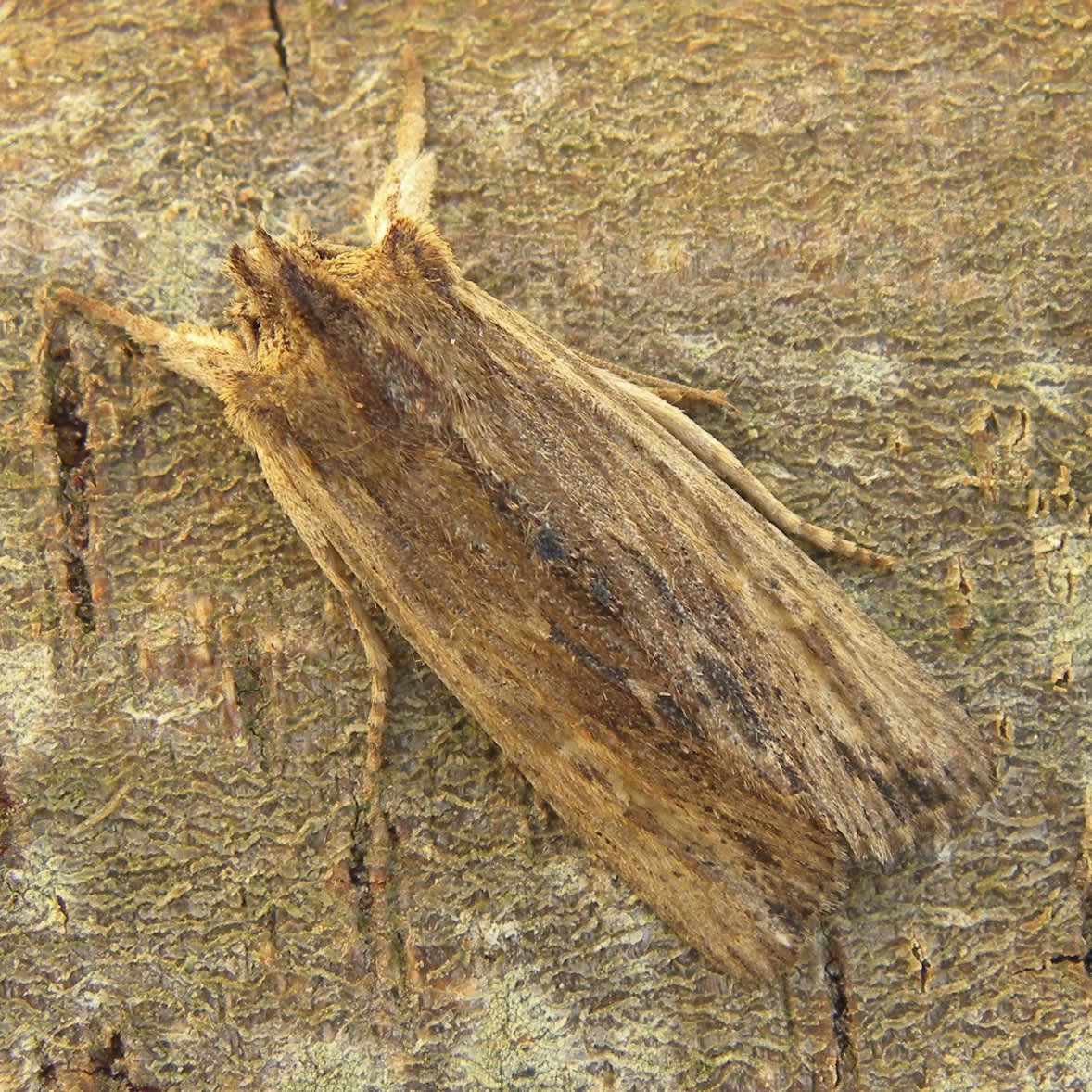 Tawny Pinion | Somerset Moths