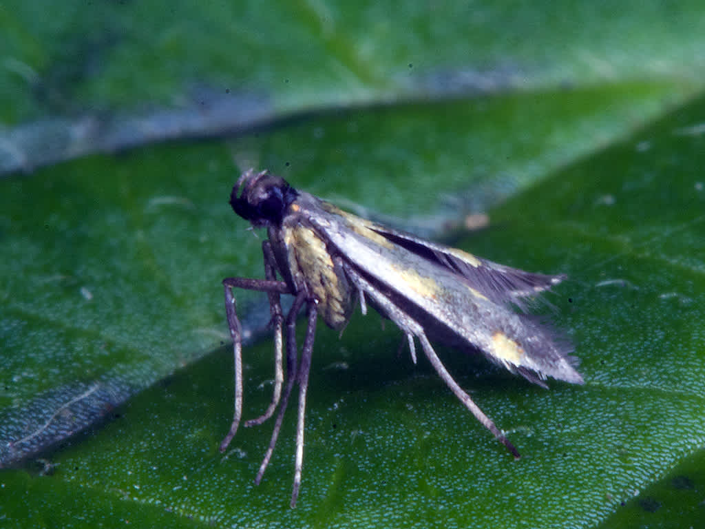Euspilapteryx auroguttella | Somerset Moths