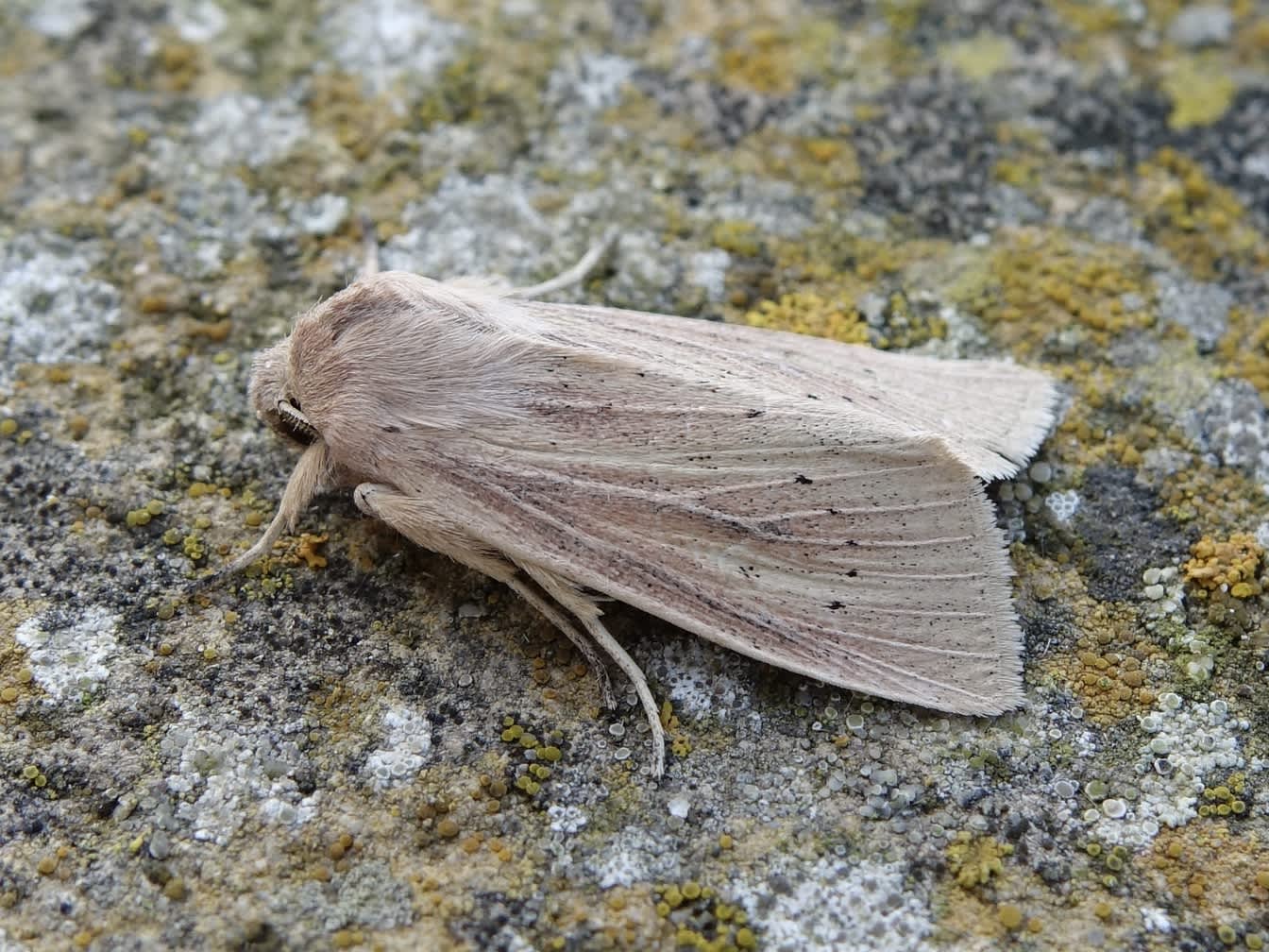 Large Wainscot | Somerset Moths