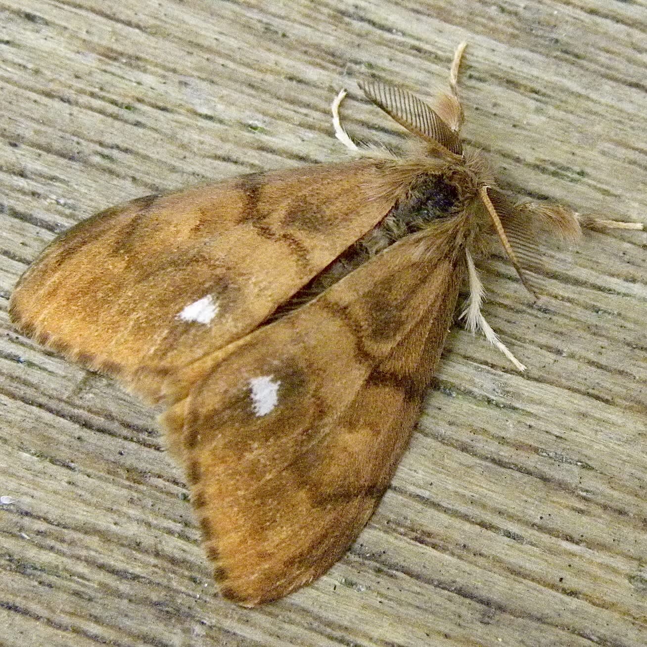 The Vapourer | Somerset Moths