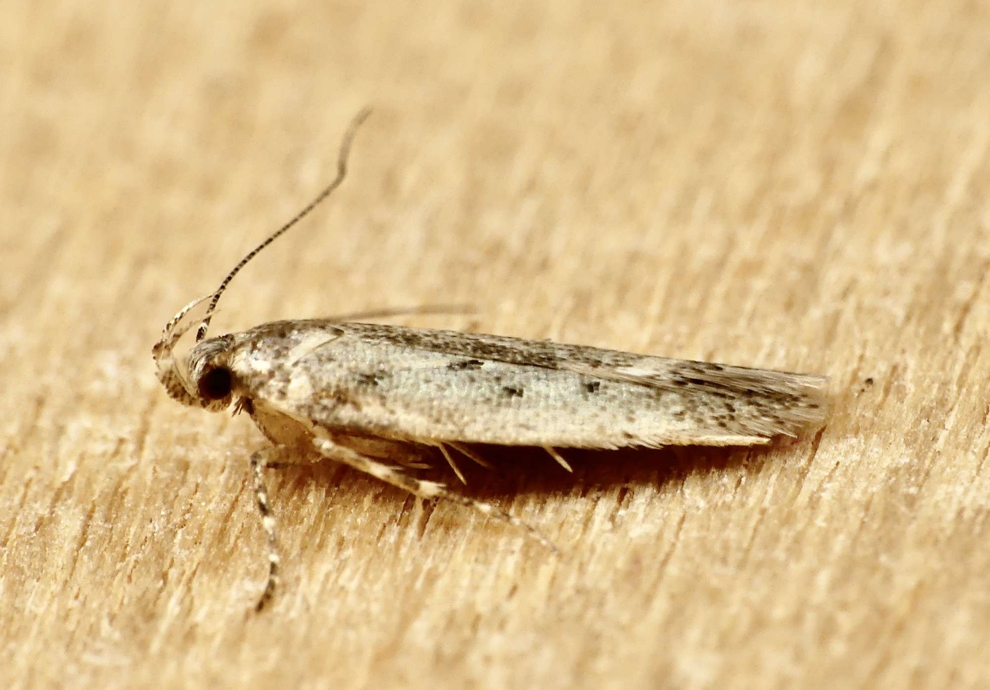 Bryotropha senectella | Somerset Moths