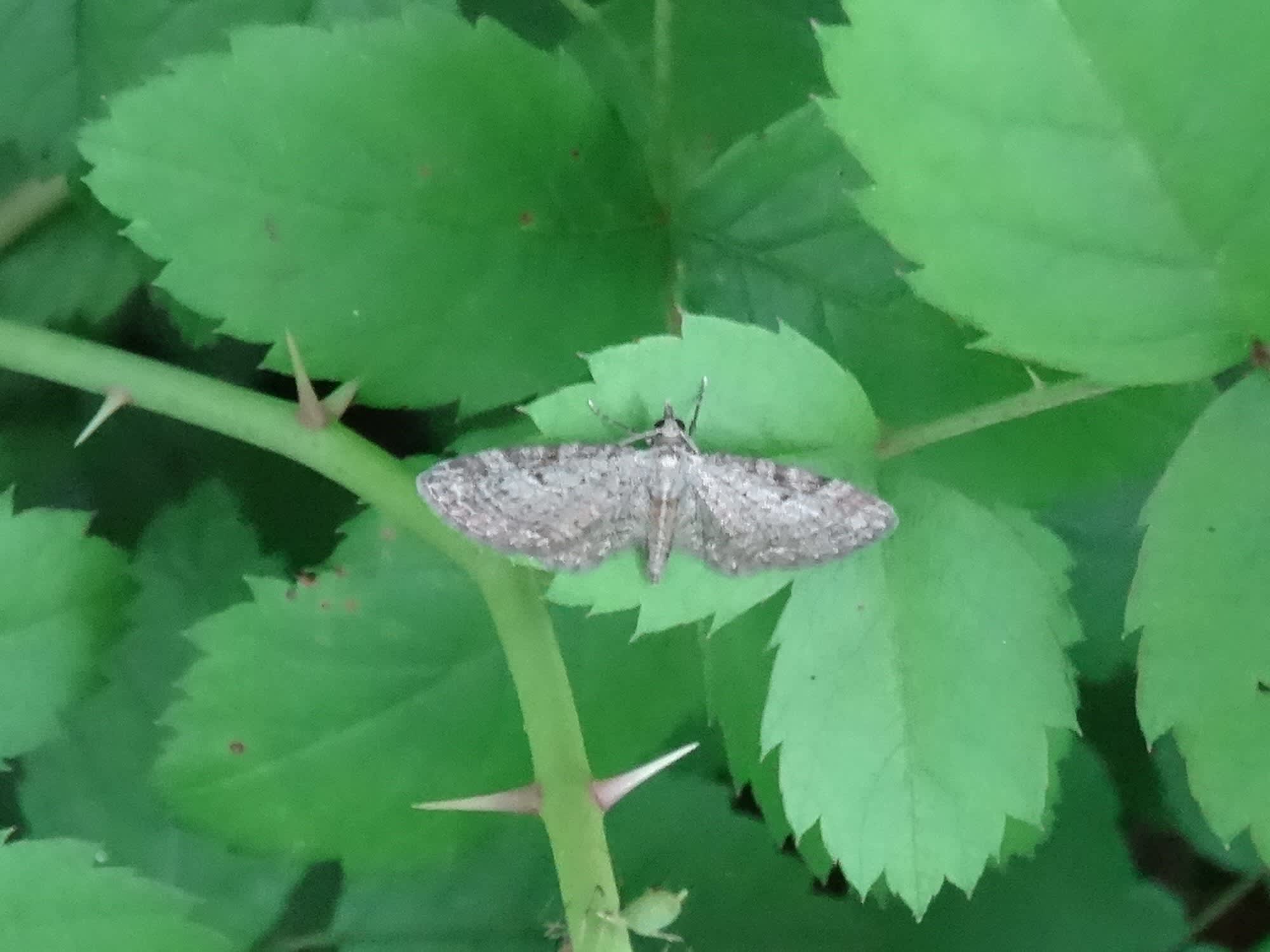 Slender Pug | Somerset Moths