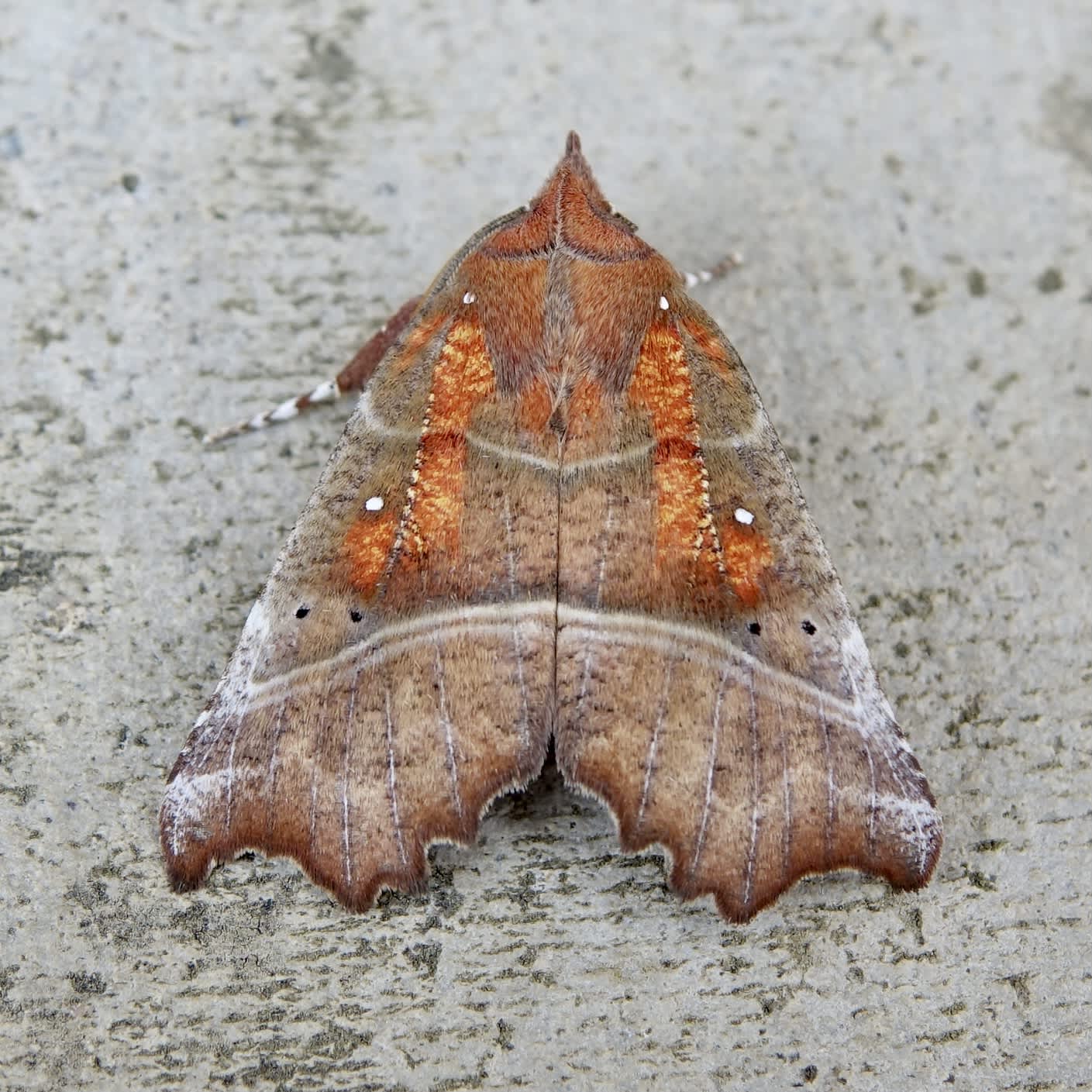 The Herald | Somerset Moths