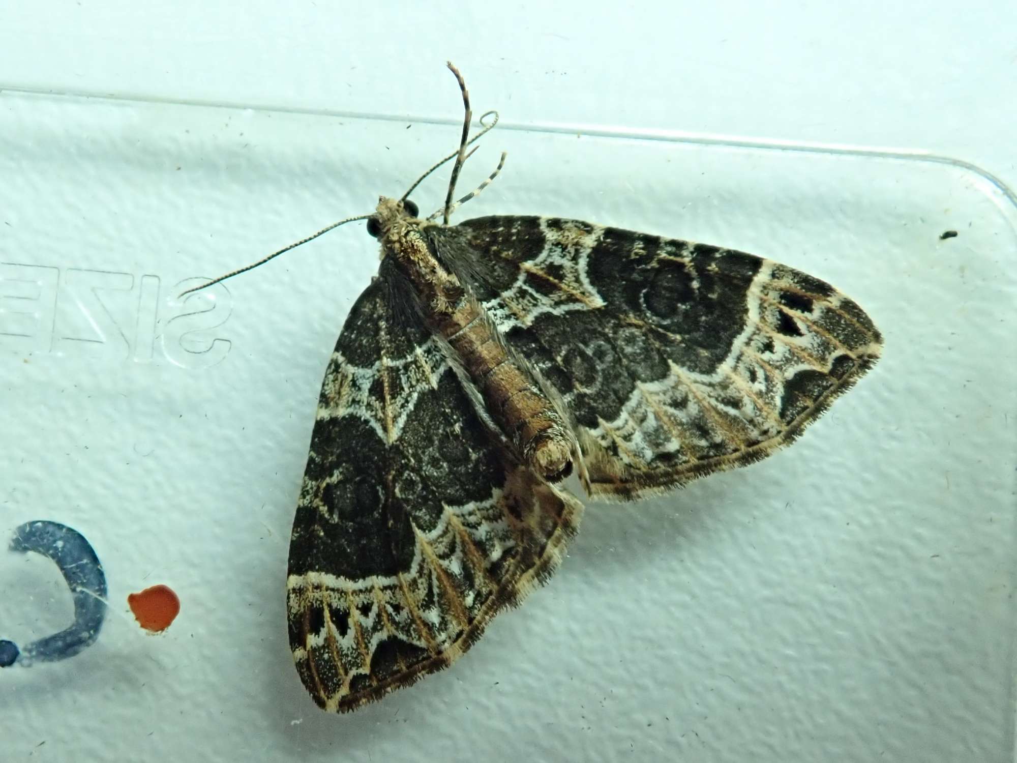 Small Phoenix | Somerset Moths