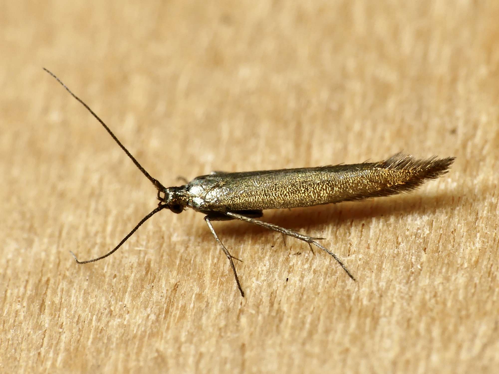 Coleophora frischella | Somerset Moths
