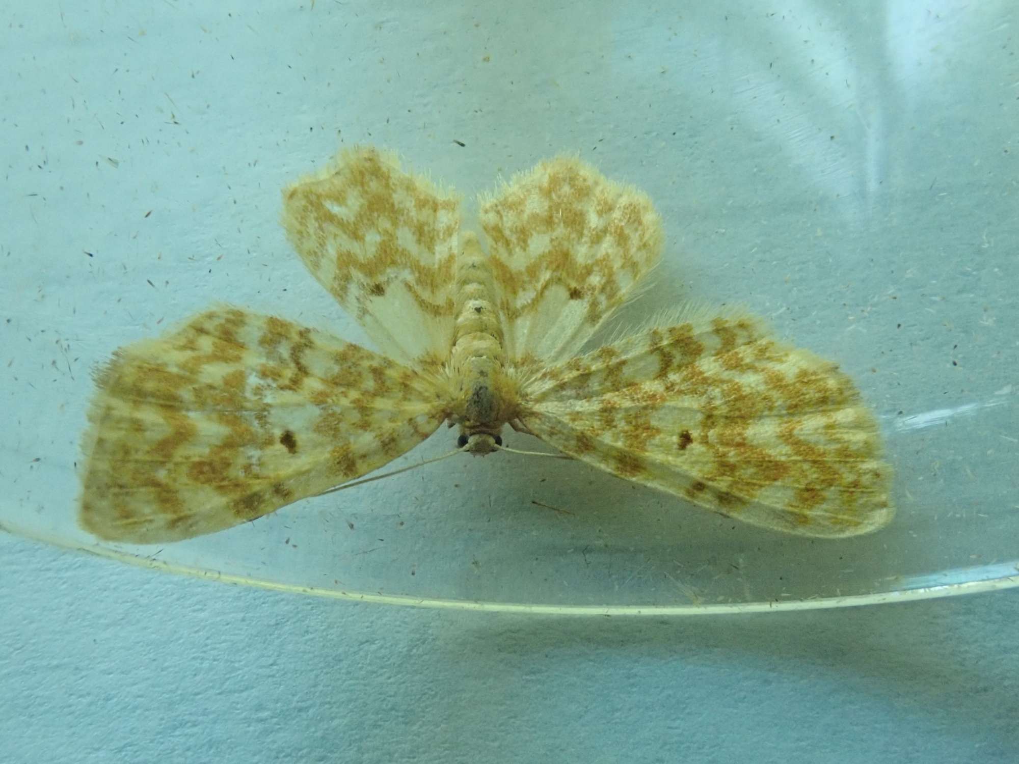 Small Yellow Wave | Somerset Moths