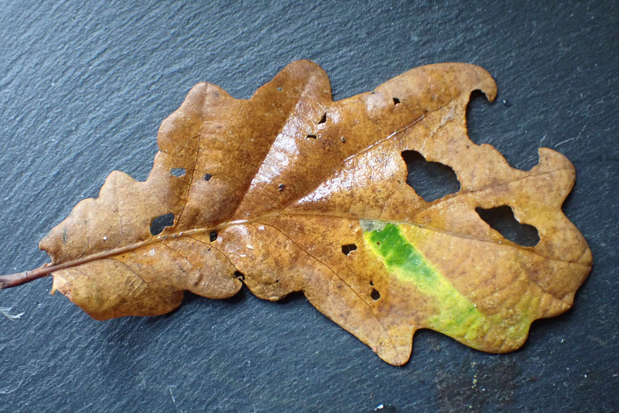 Ectoedemia heringi | Somerset Moths