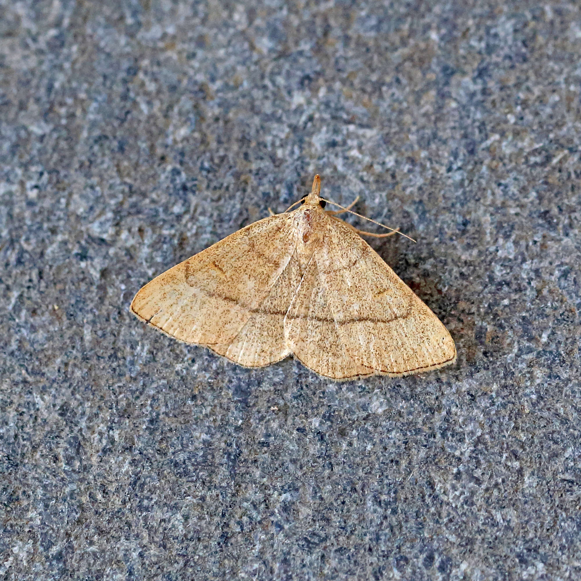 Clay Fan-foot | Somerset Moths