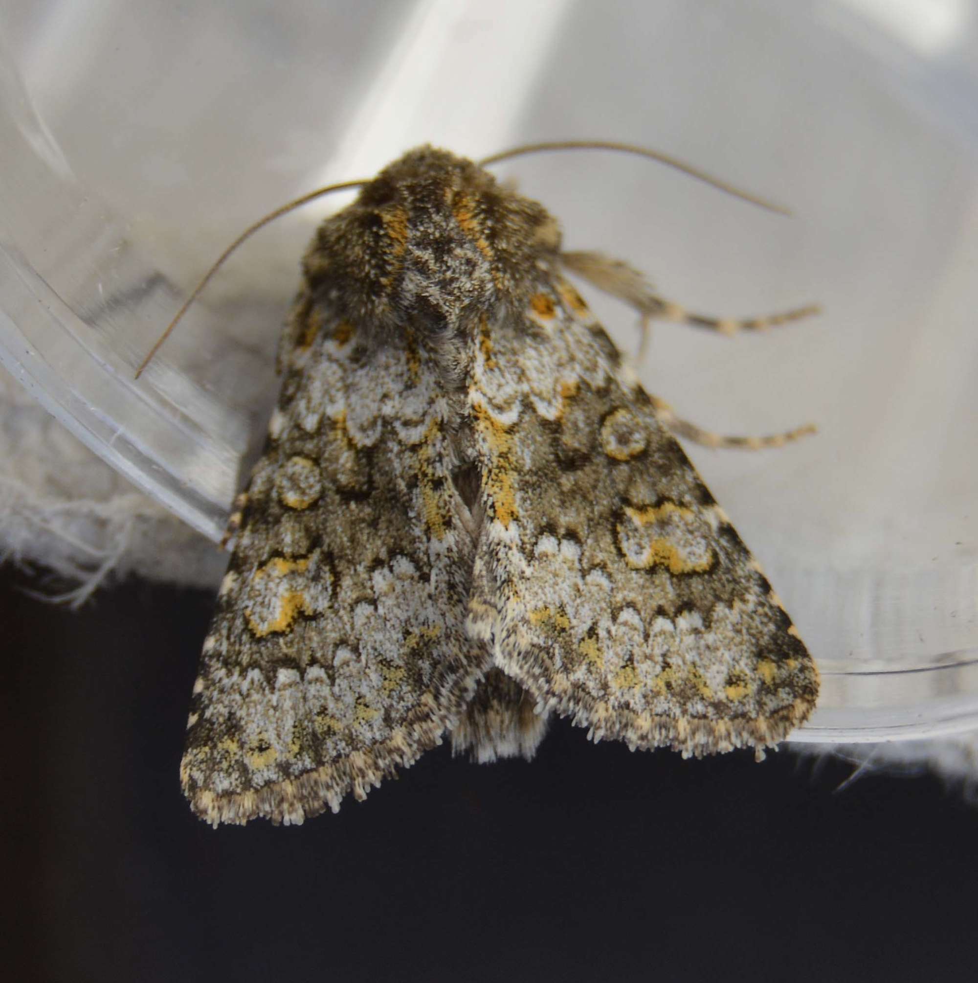 Small Ranunculus | Somerset Moths