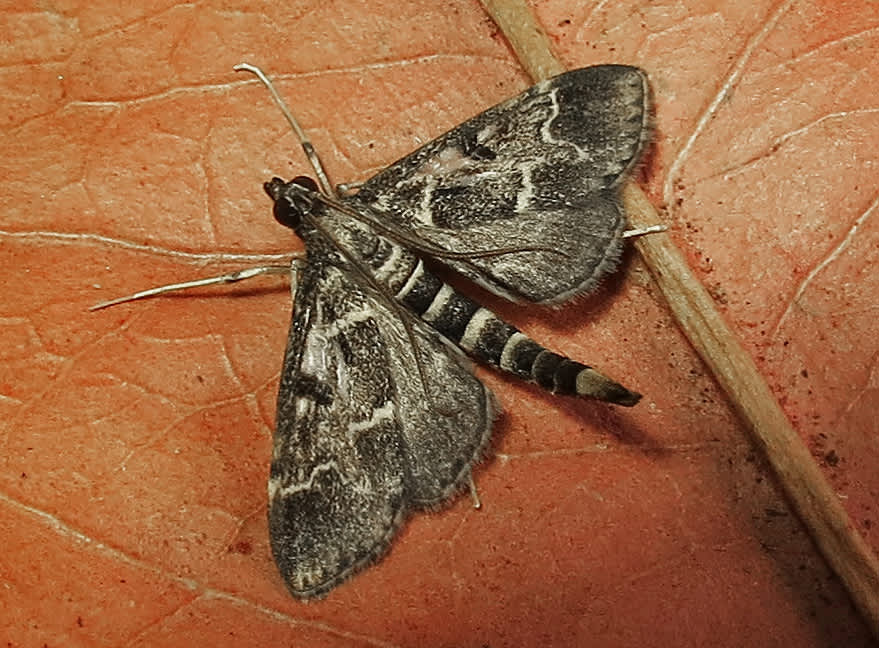 Duponchelia fovealis | Somerset Moths