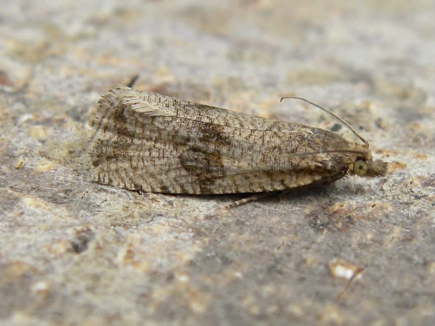Celypha striana | Somerset Moths