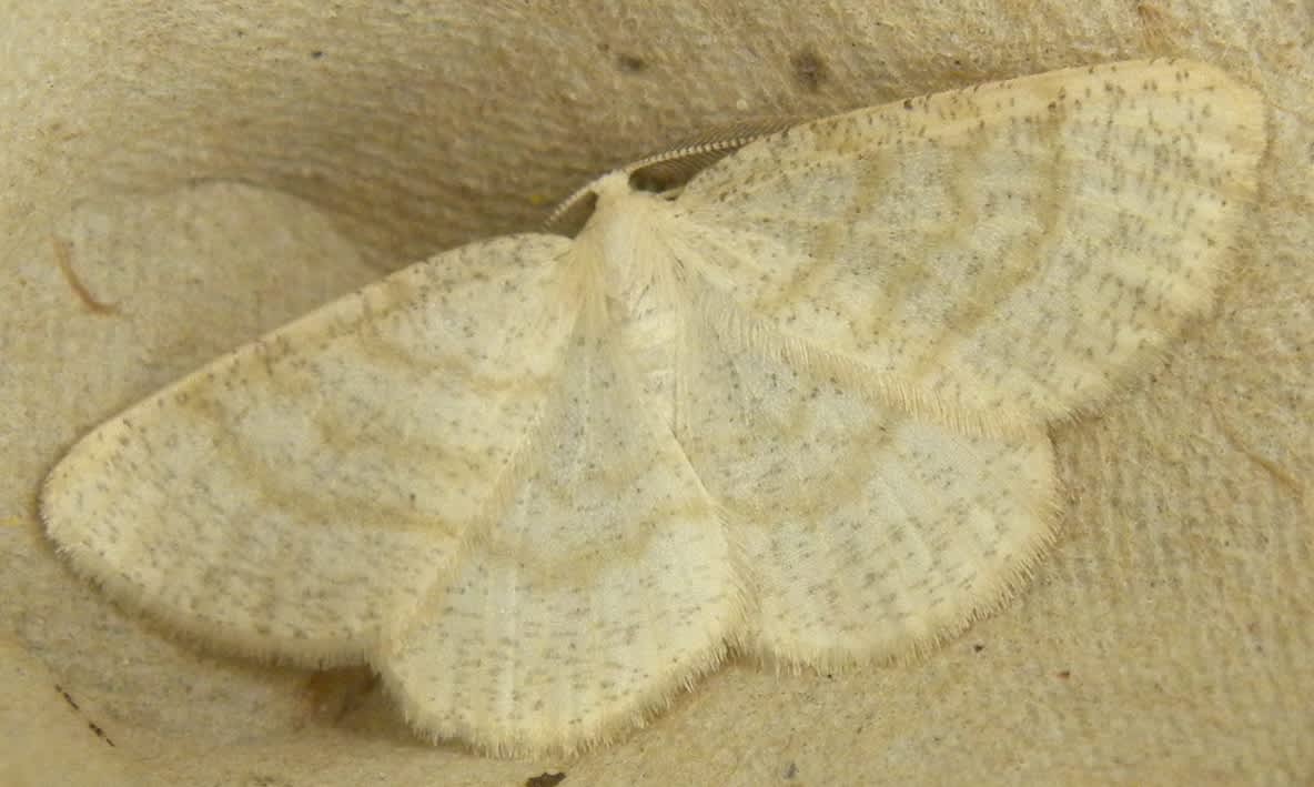 Common Wave | Somerset Moths