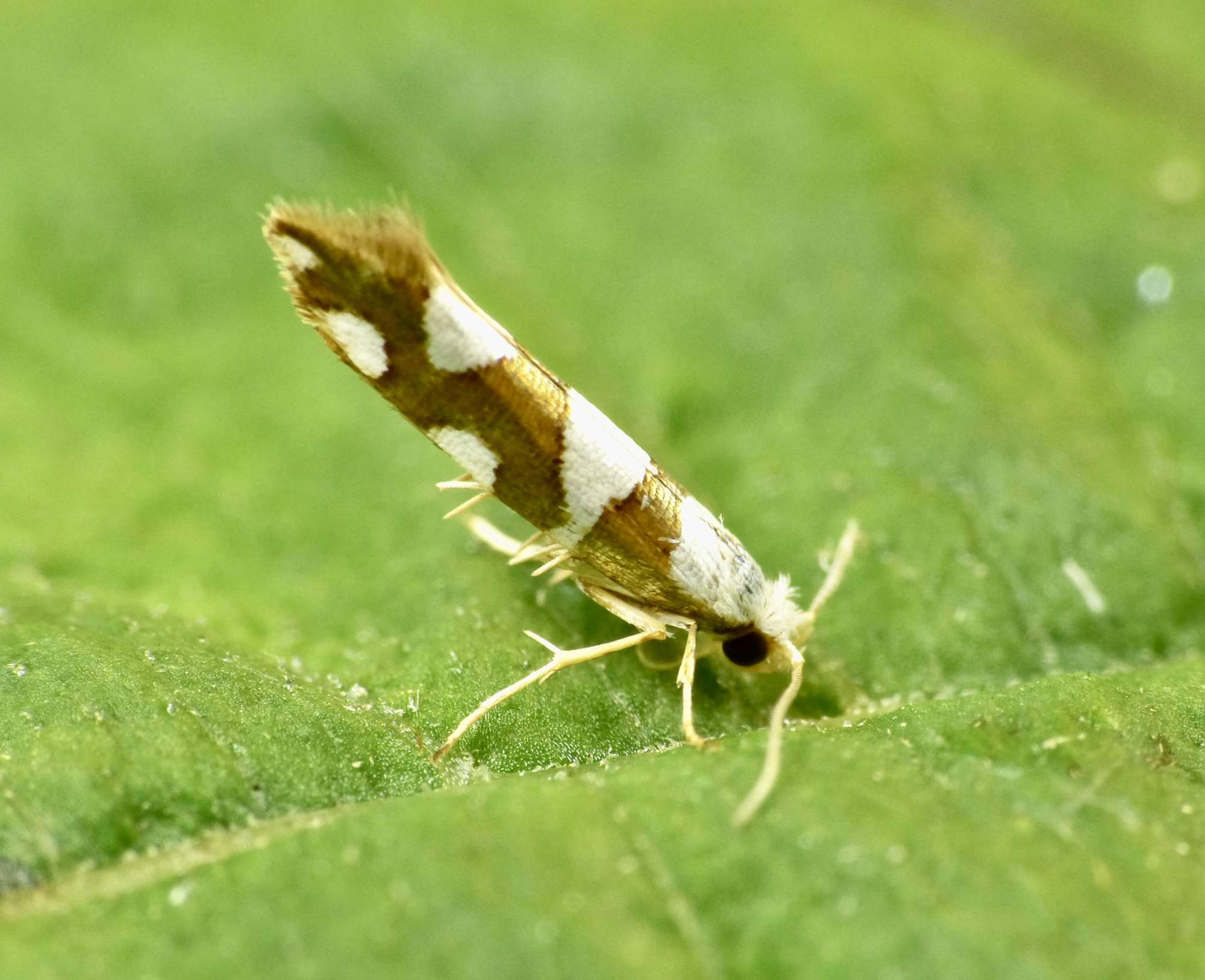Argyresthia brockeella | Somerset Moths