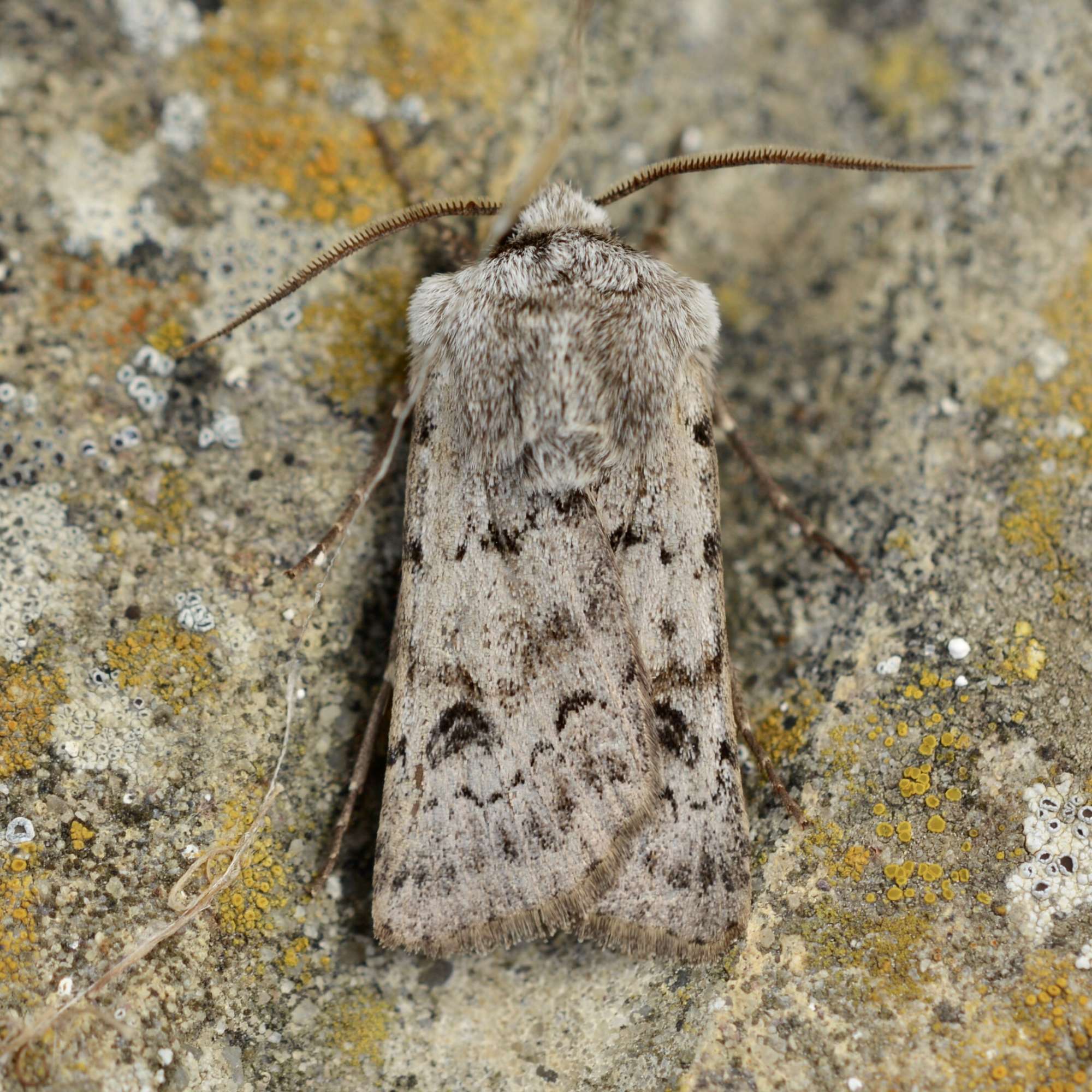 Light Feathered Rustic | Somerset Moths