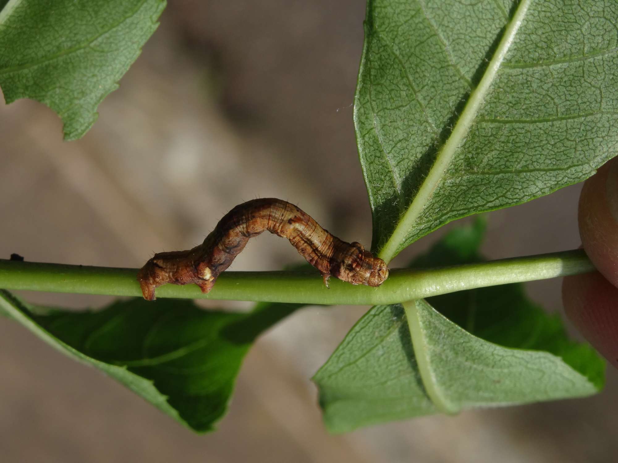The Engrailed | Somerset Moths