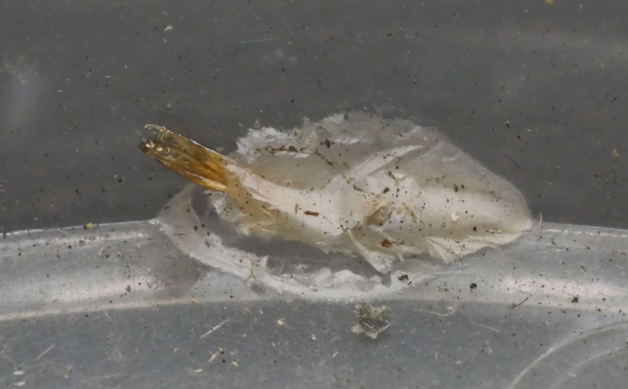 Acrocercops brongniardella | Somerset Moths