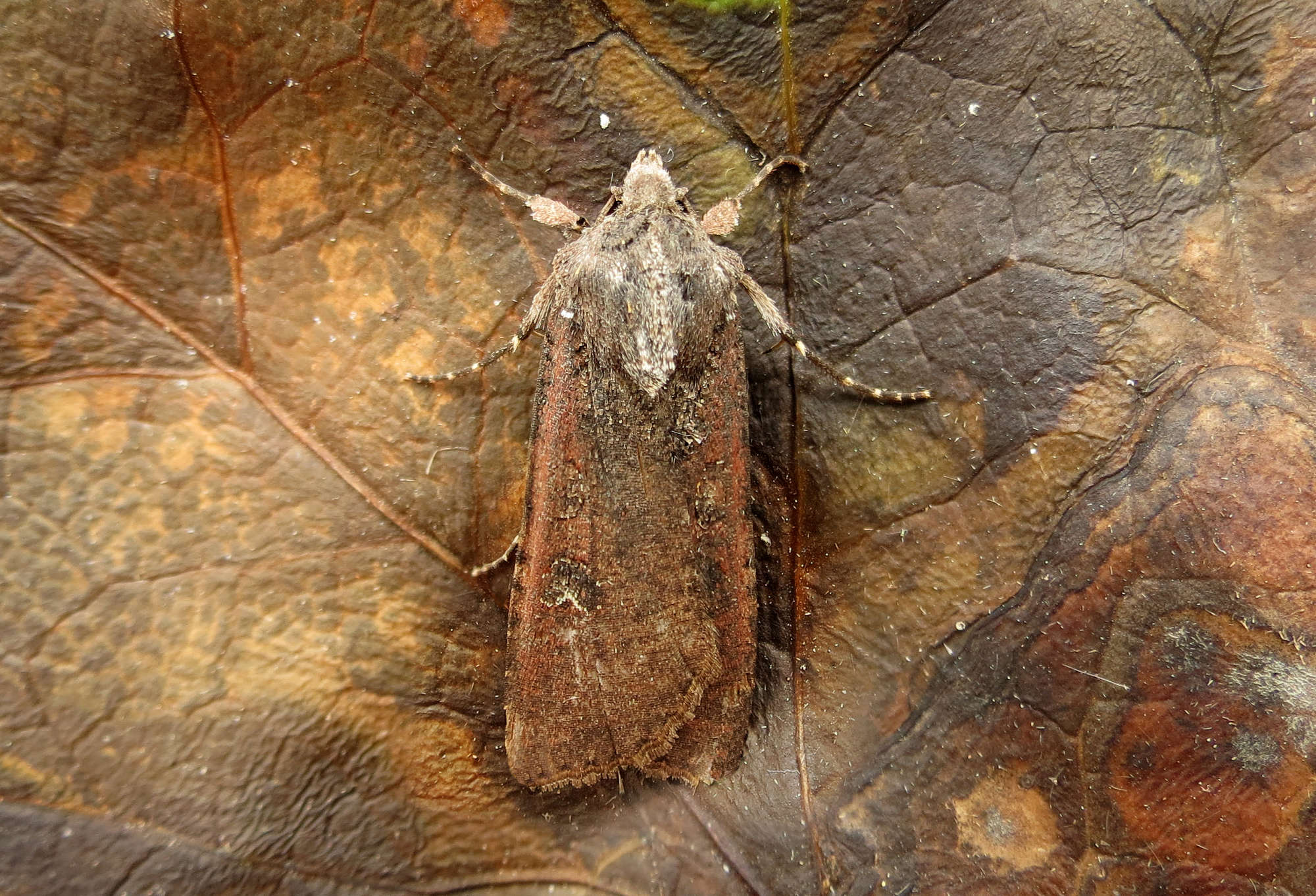 Pearly Underwing | Somerset Moths