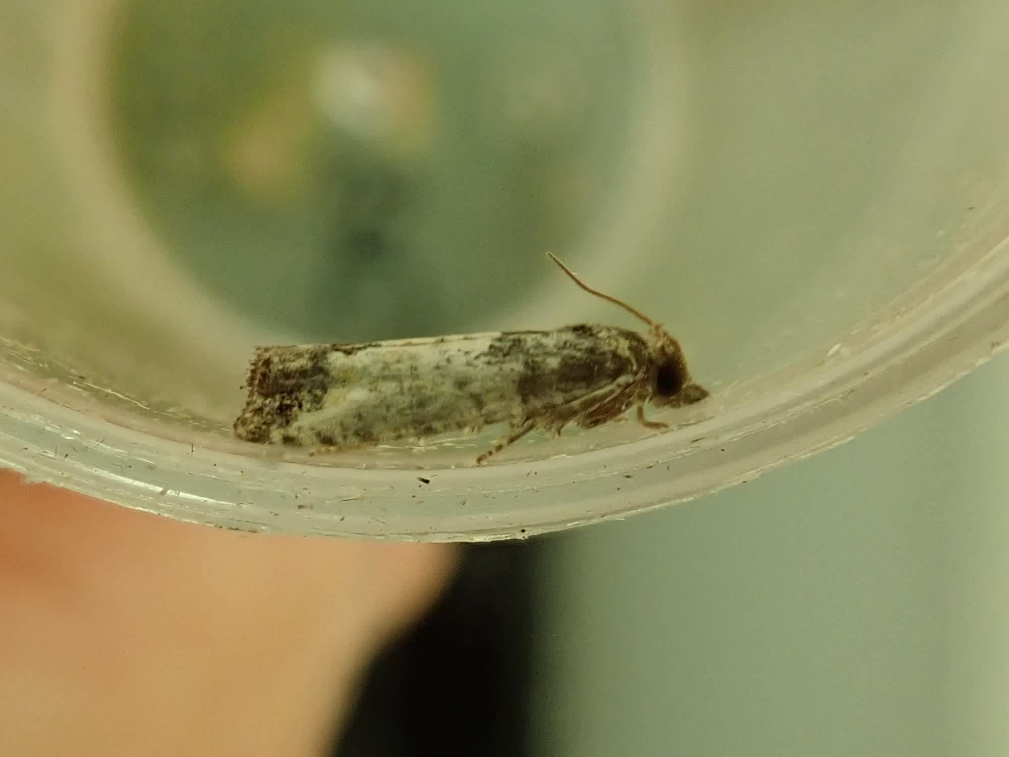 Spilonota ocellana | Somerset Moths