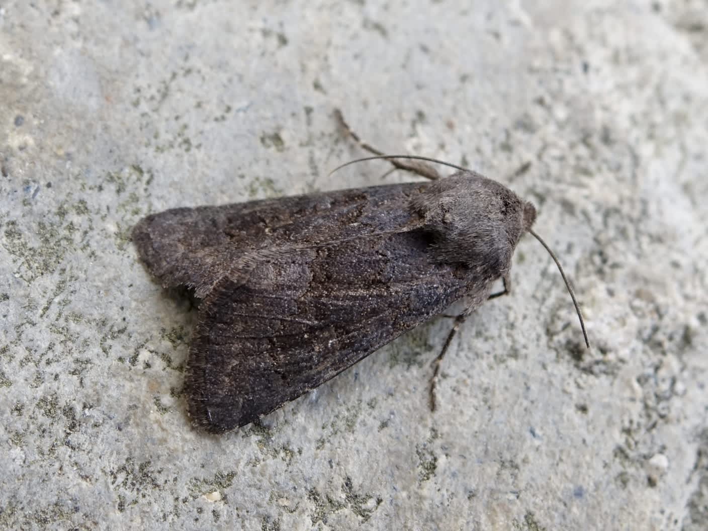 Deep-brown Dart | Somerset Moths