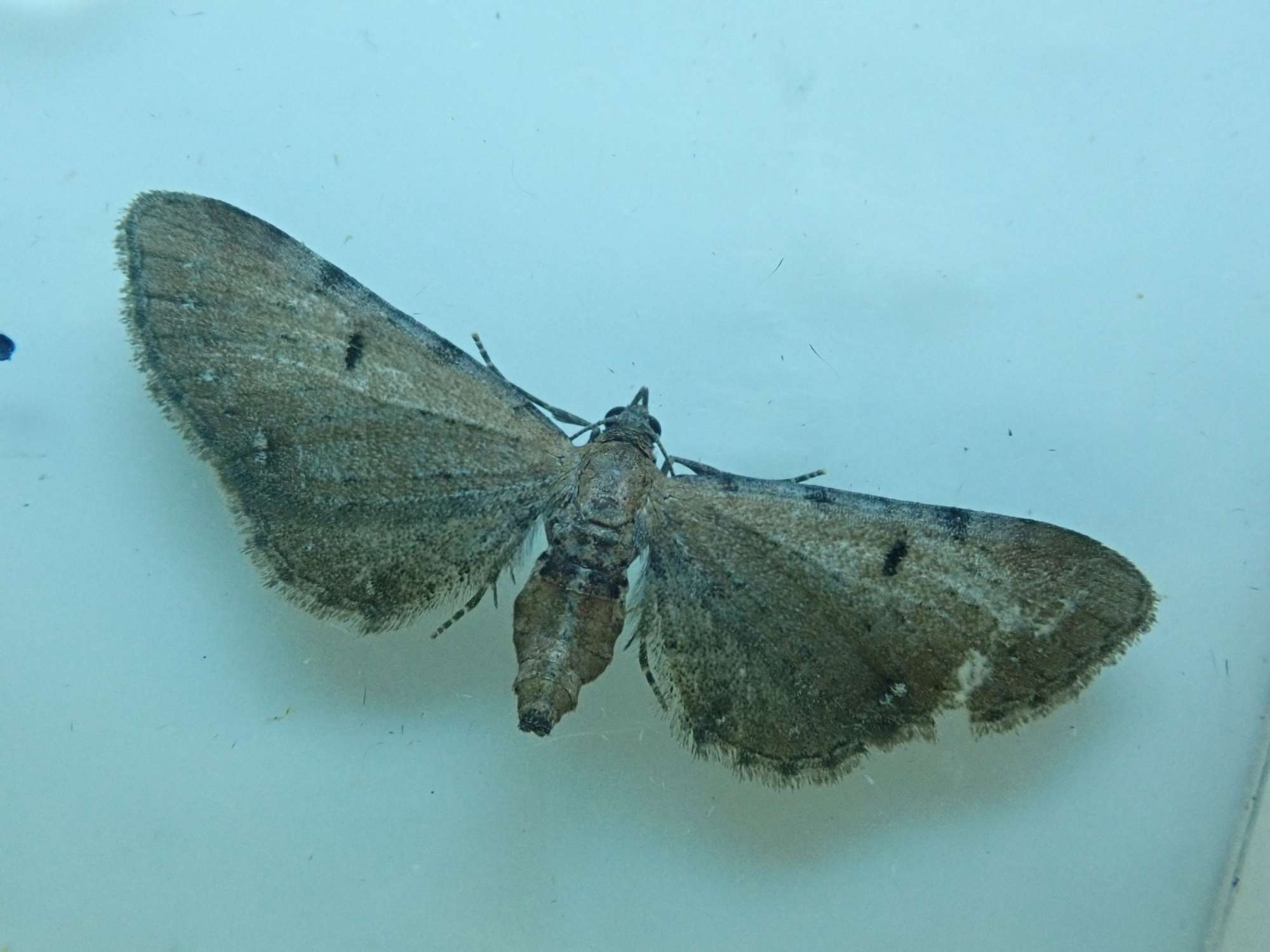 Wormwood Pug | Somerset Moths