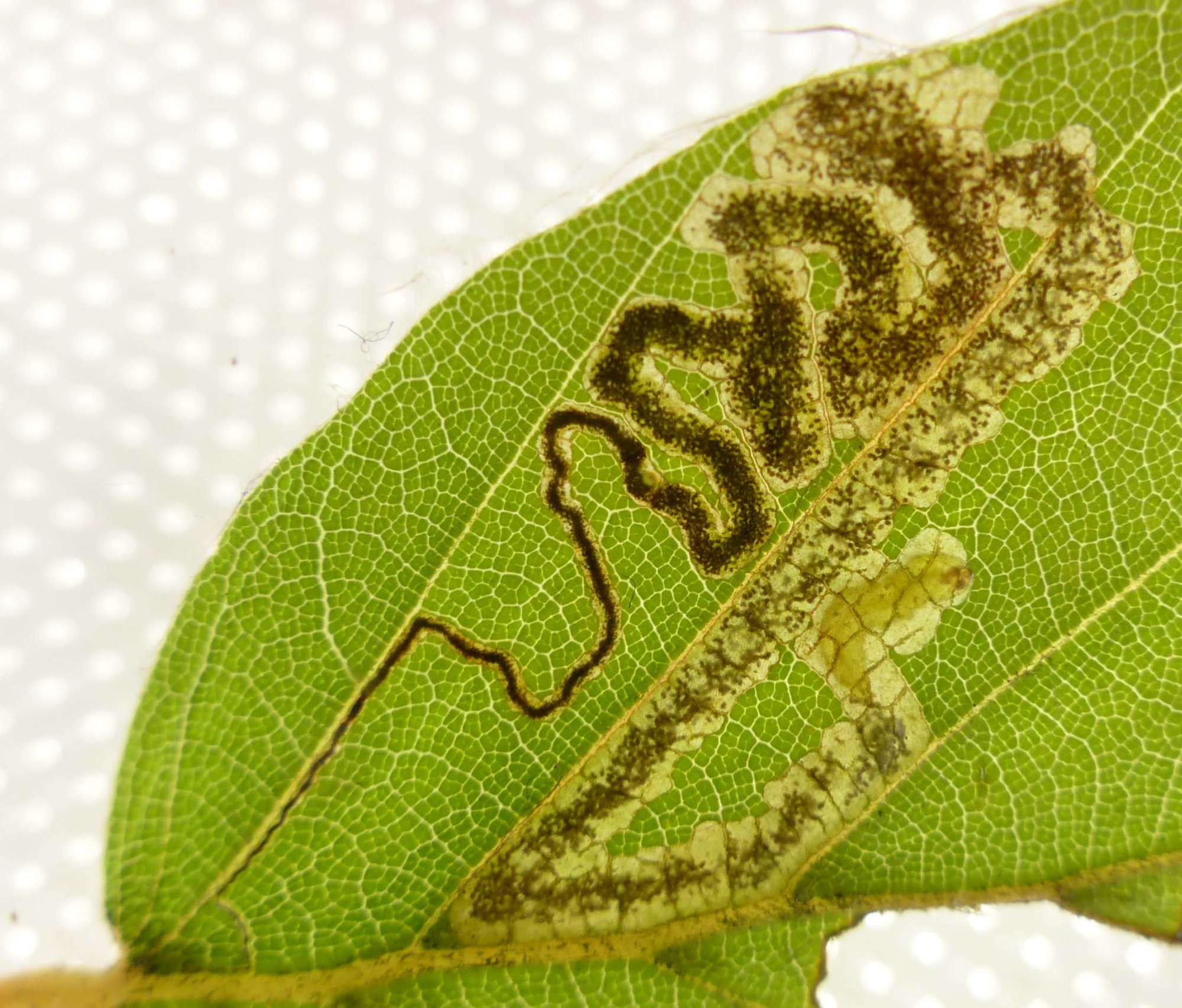Stigmella tityrella | Somerset Moths
