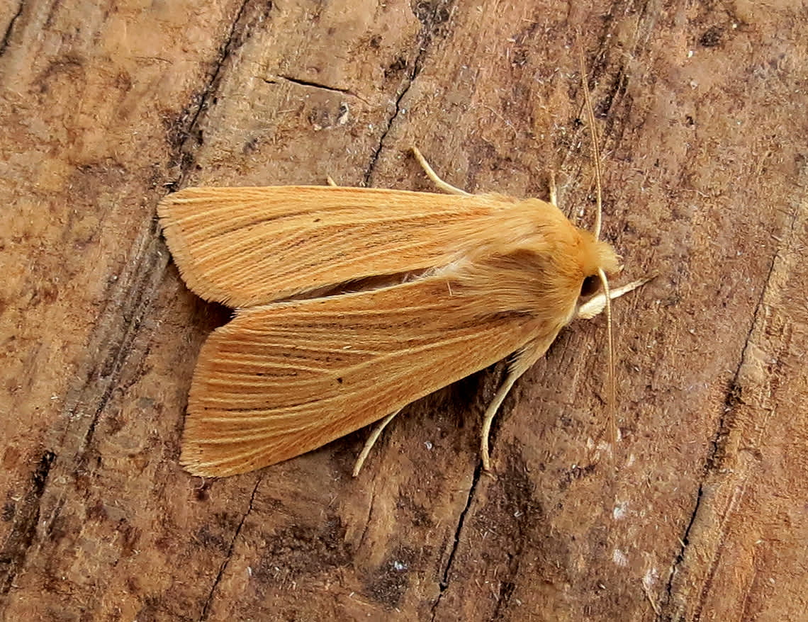 Common Wainscot | Somerset Moths