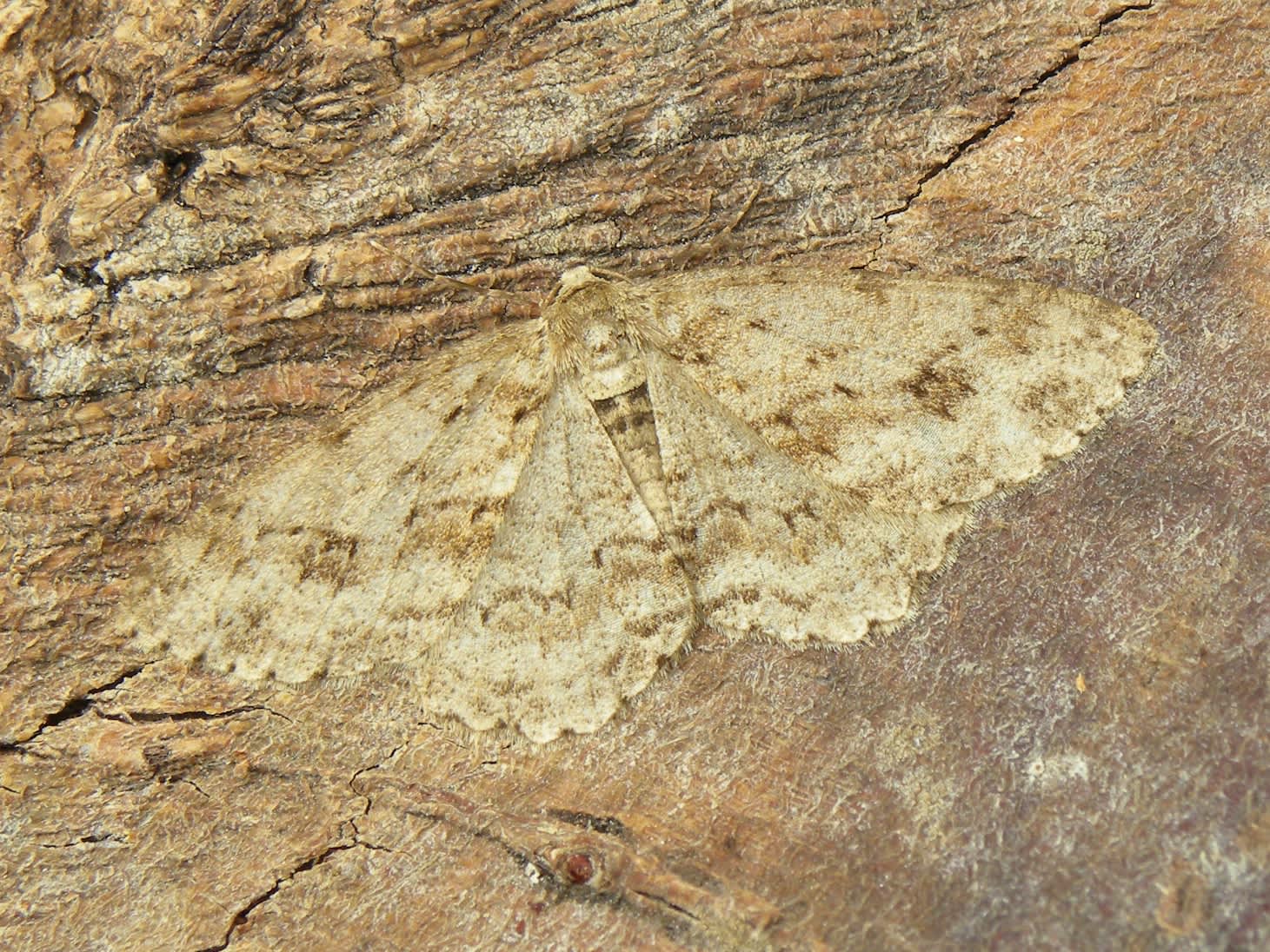 The Engrailed | Somerset Moths