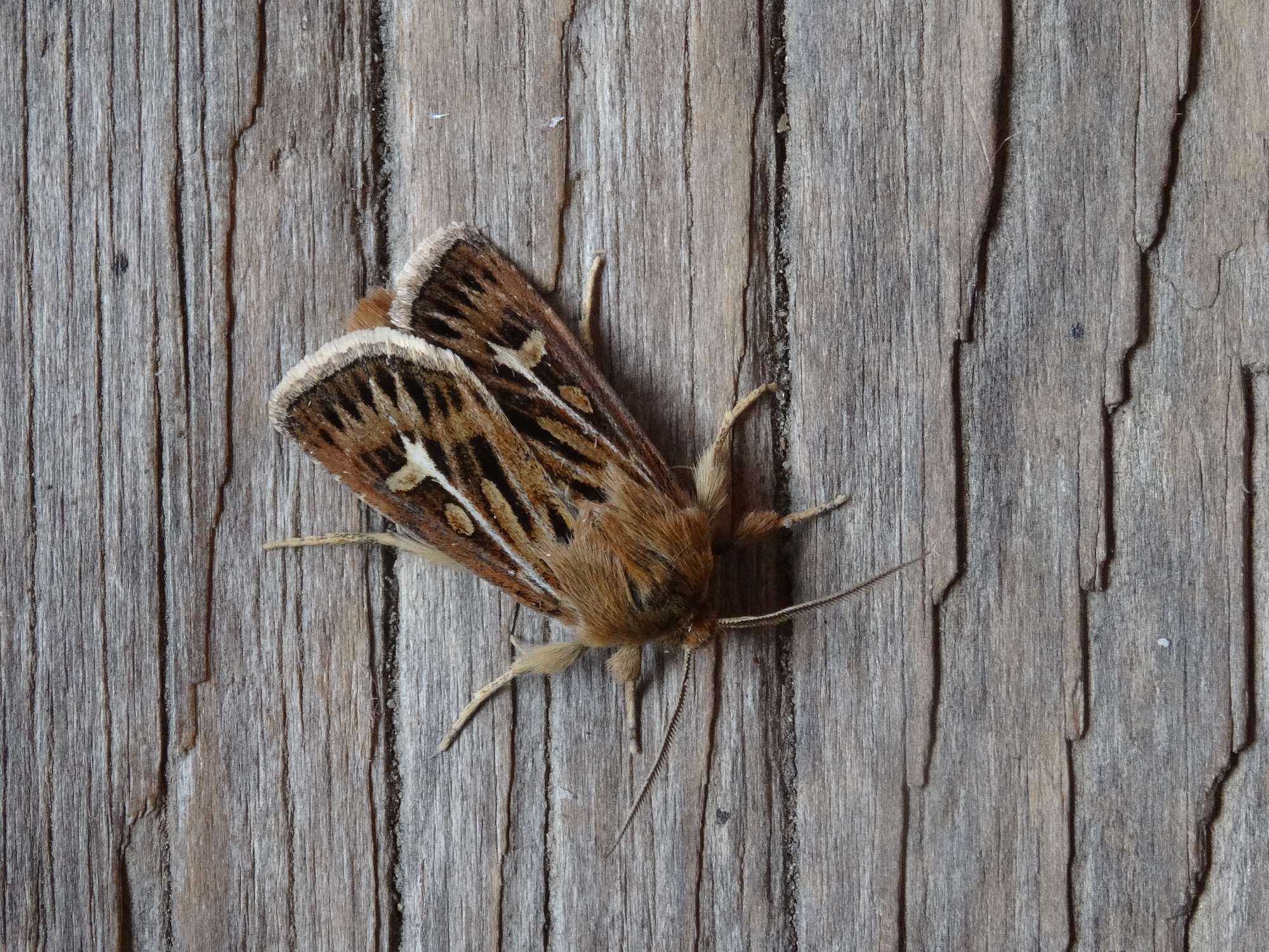 Antler Moth | Somerset Moths