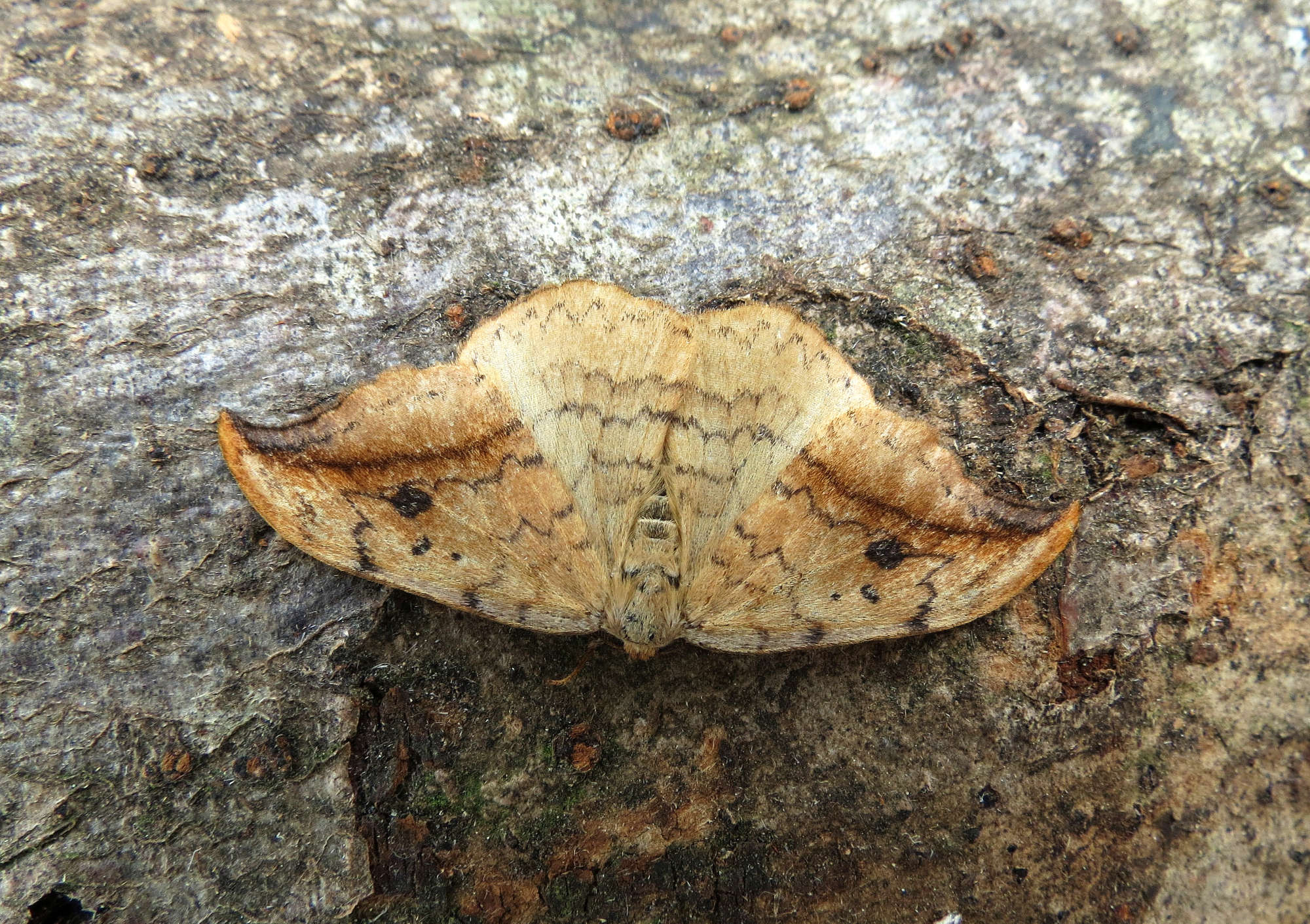 Pebble Hook-tip | Somerset Moths